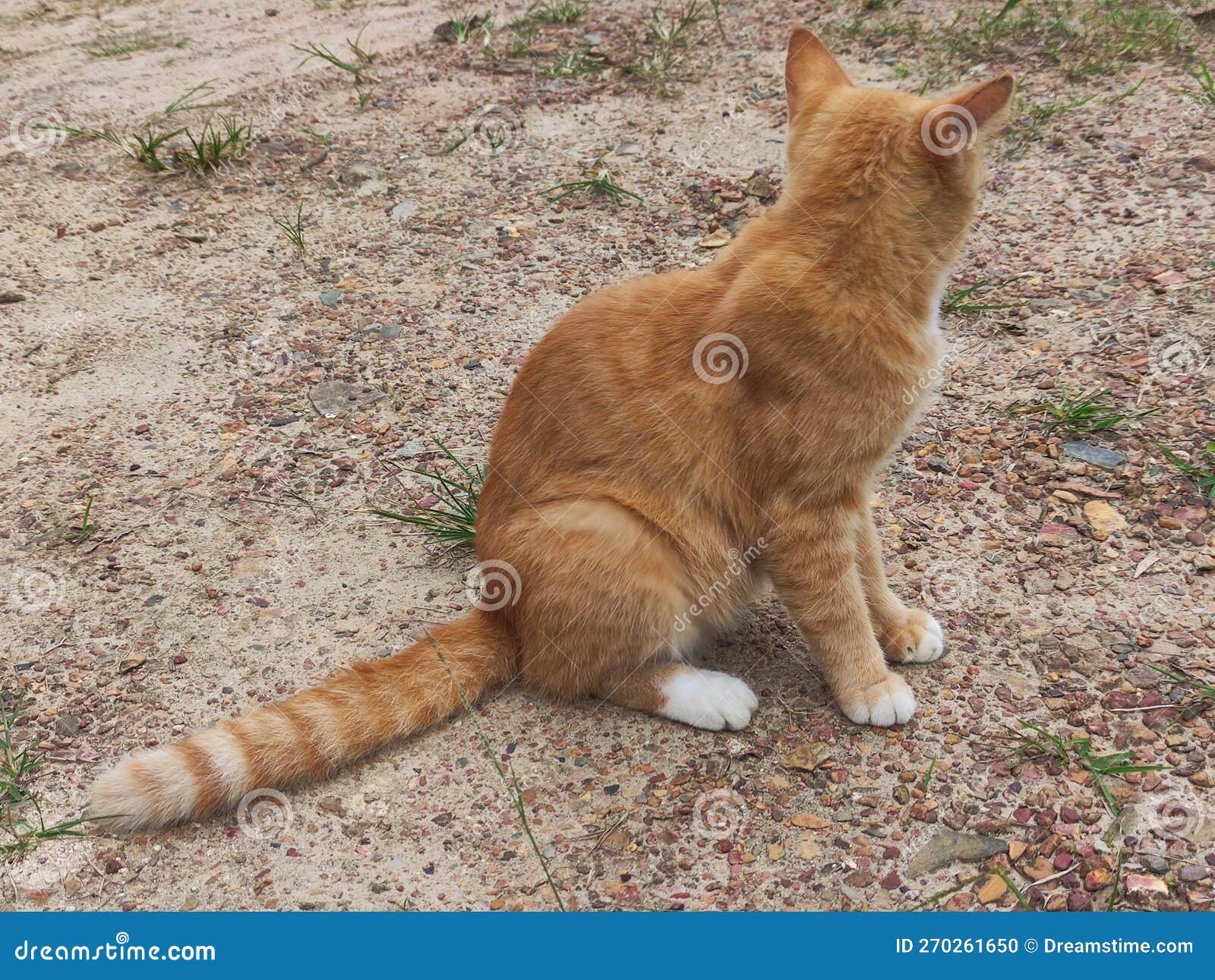 Le corps du chat photo stock. Image du chaton, animal - 270261650