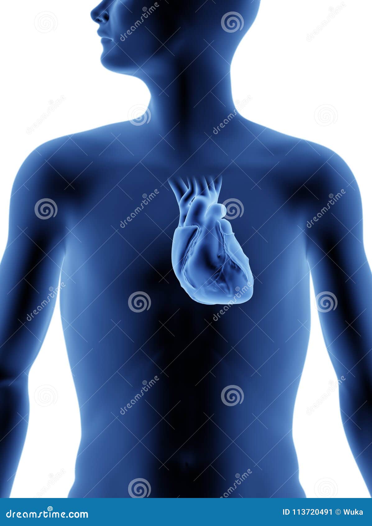 Le corps humain - coeur illustration stock. Illustration du coeur ...