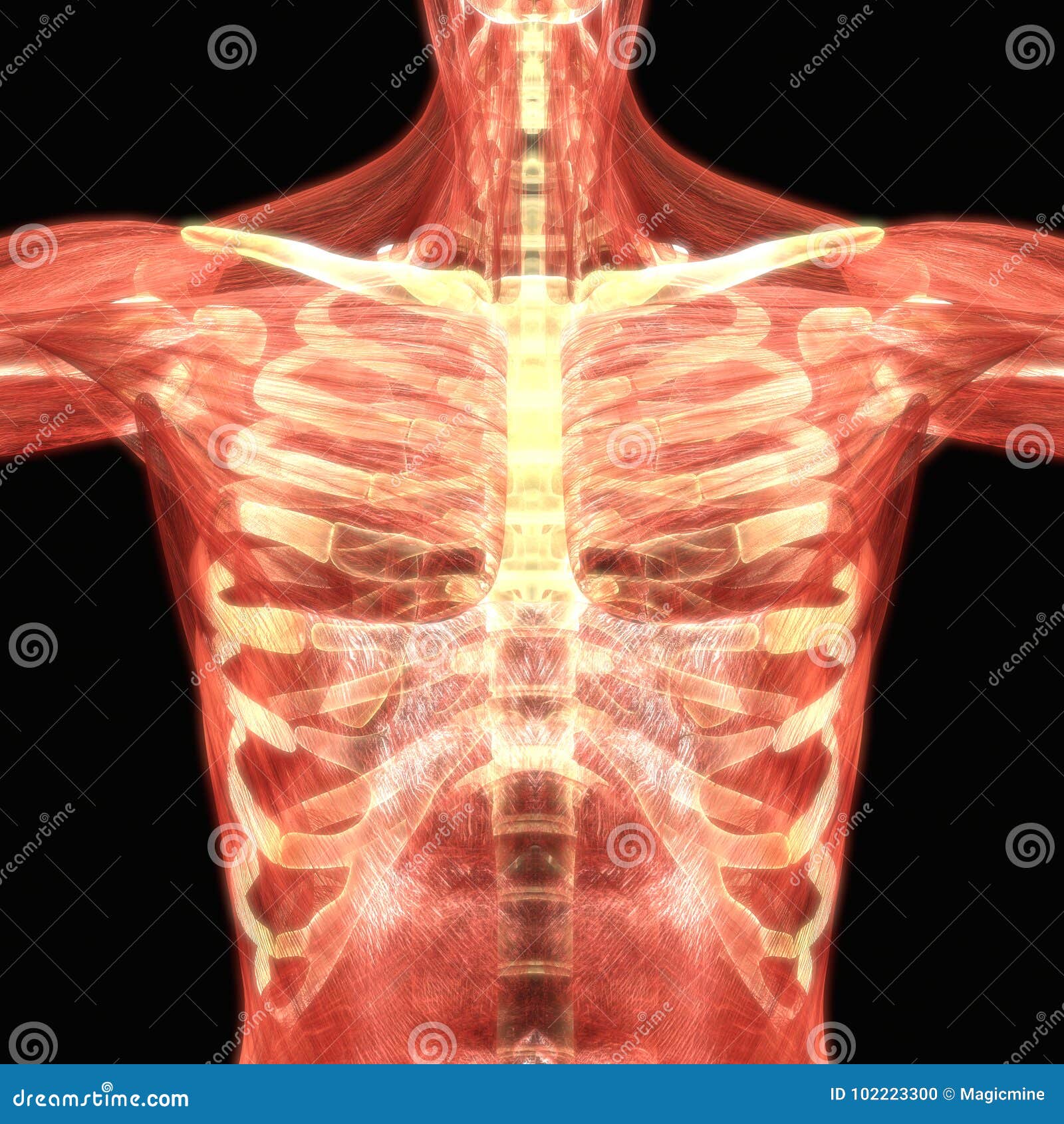 Le Corps Humain Muscles L'anatomie Illustration Stock - Illustration du ...