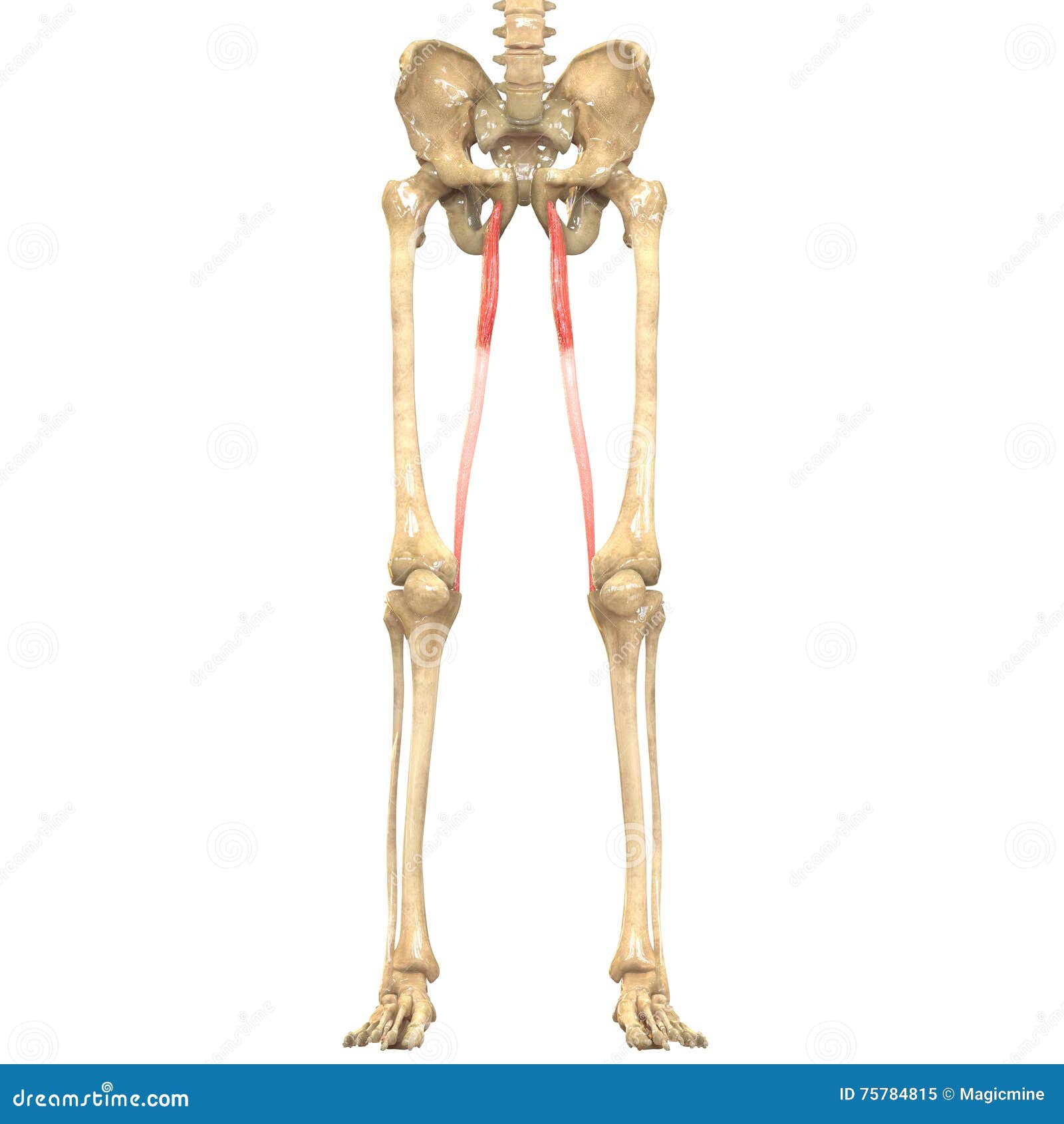 Le Corps Humain Muscles L'anatomie (gracilis) Illustration Stock ...