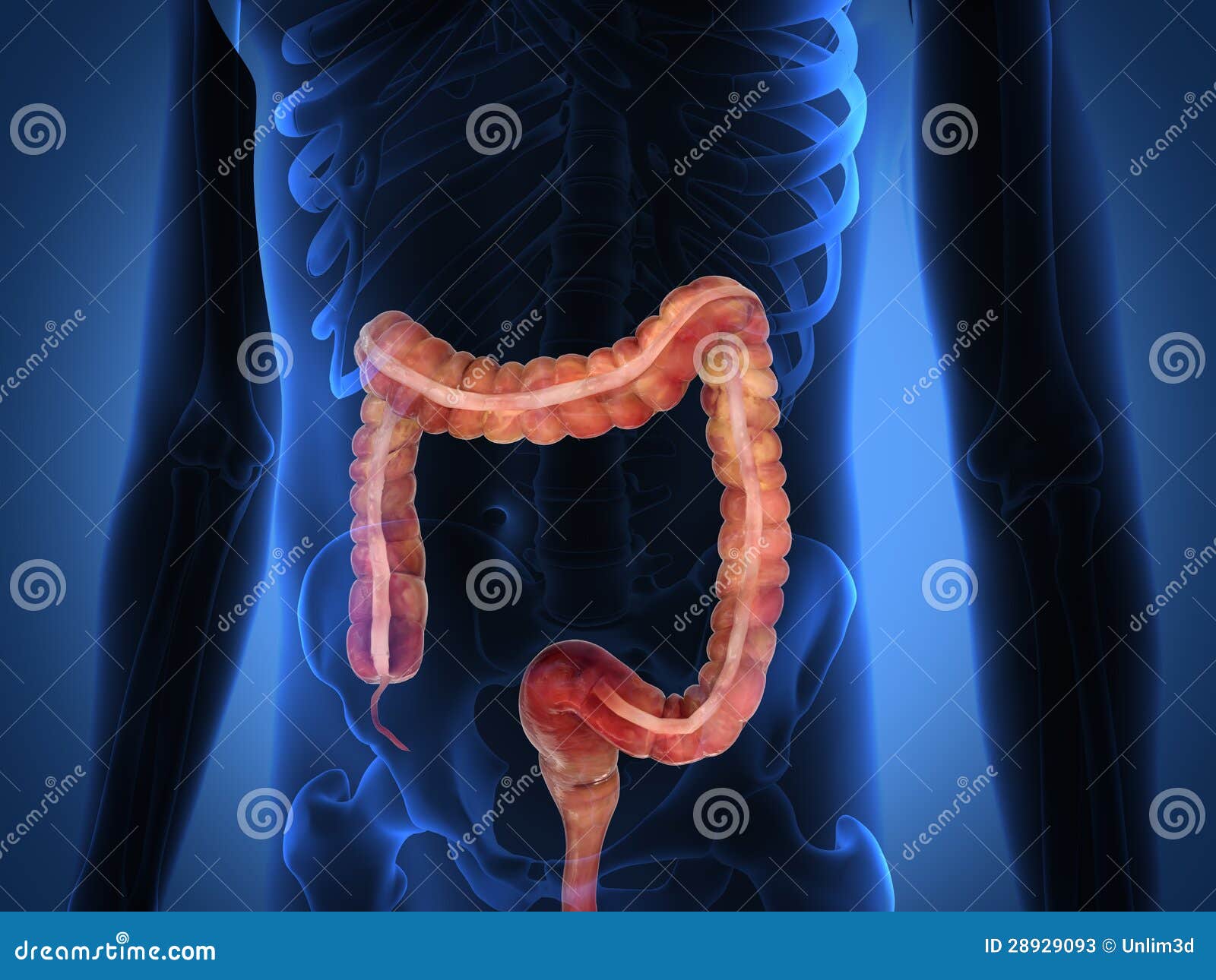 Le Corps Humain Par Des Rayons X. Illustration Stock - Illustration du ...