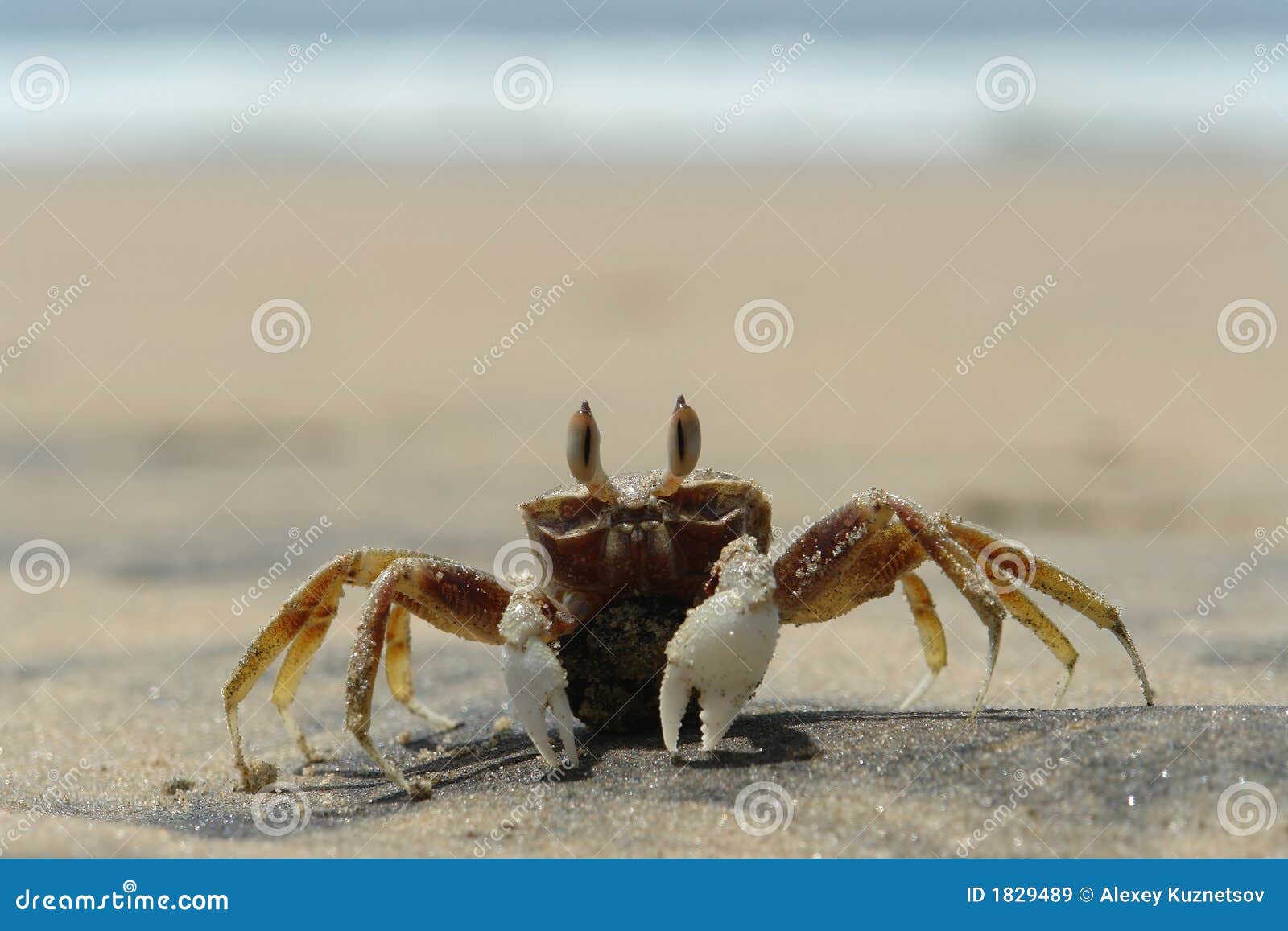 Le crabe de mer image stock. Image du littoral, marin - 1829489
