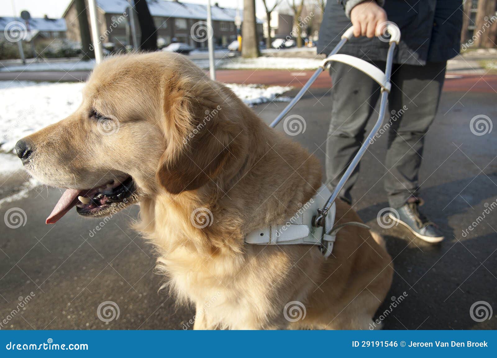 Le Crabot De Guide Aide Un Homme Borgne Photo stock - Image du oeil ...