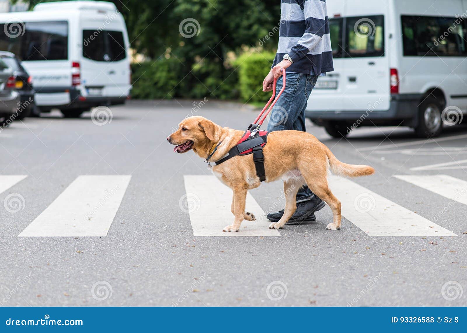 Le Crabot De Guide Aide Un Homme Borgne Photo stock - Image du ...