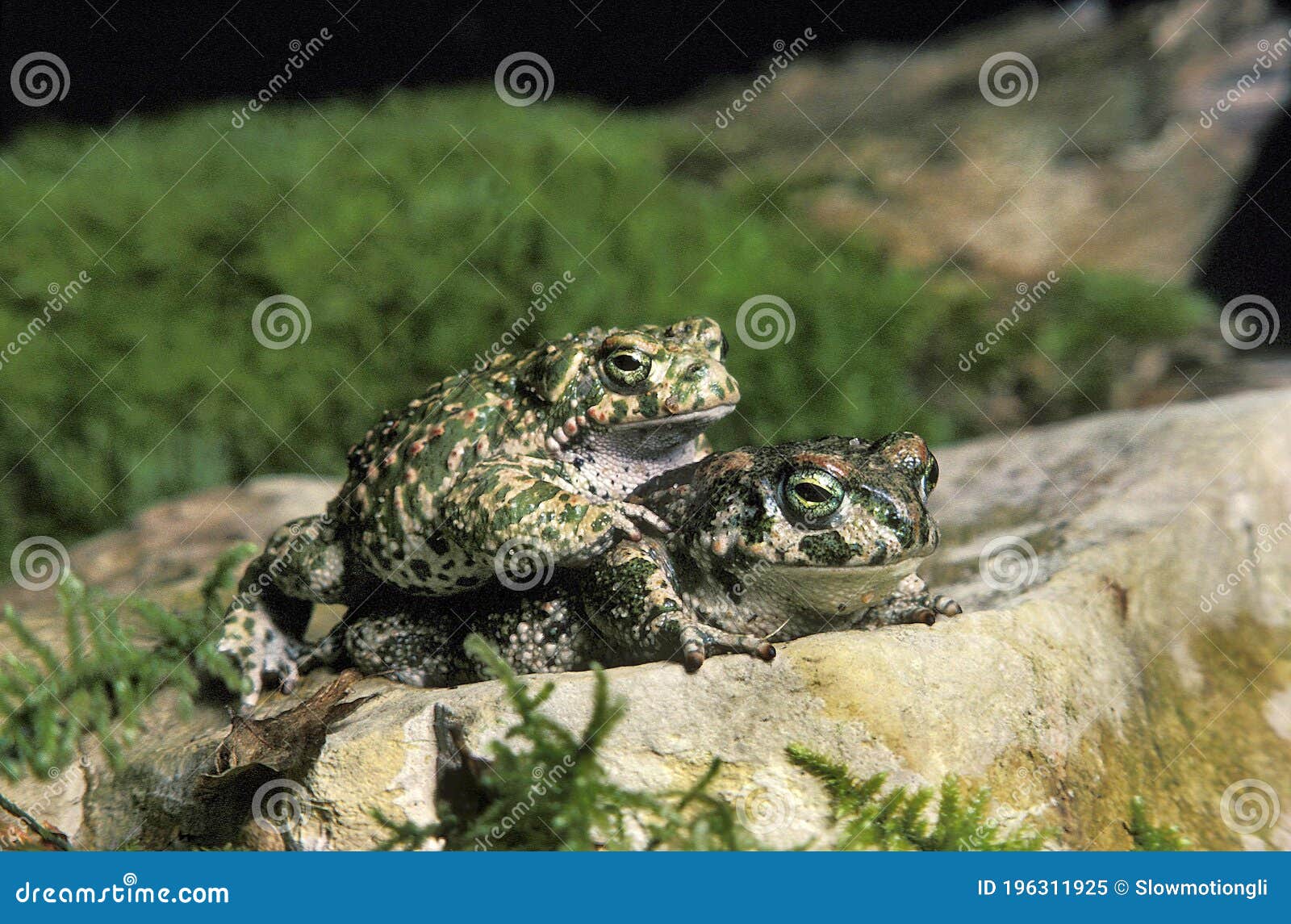 Le Crapaud De Natterjack, Calamita Appareillent Bufo, De L'accouplement ...