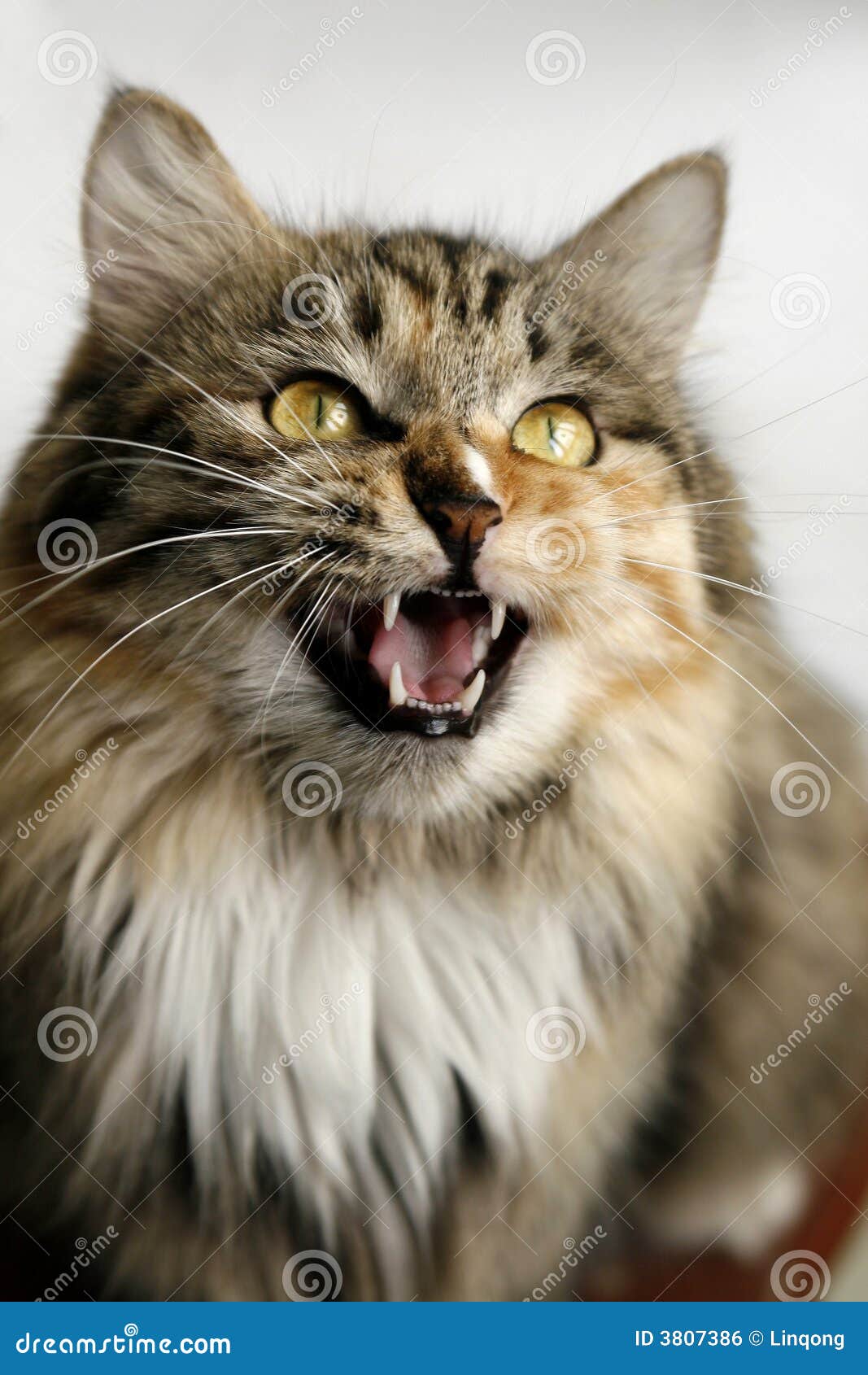 Le cri heureux du chat? photo stock. Image du adorable - 3807386