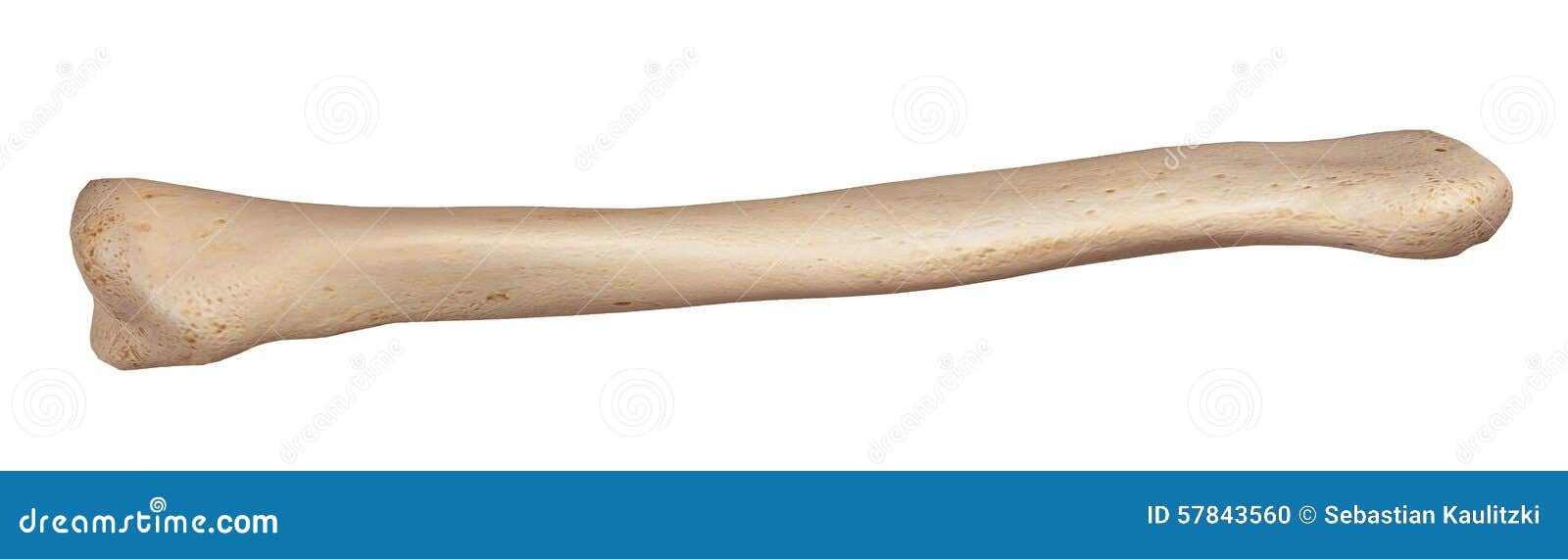 Le cubitus illustration stock. Illustration du squelettique - 57843560