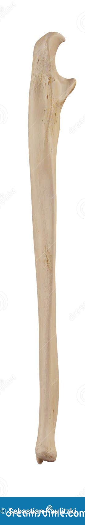 Le cubitus illustration stock. Illustration du cubitus - 57843705