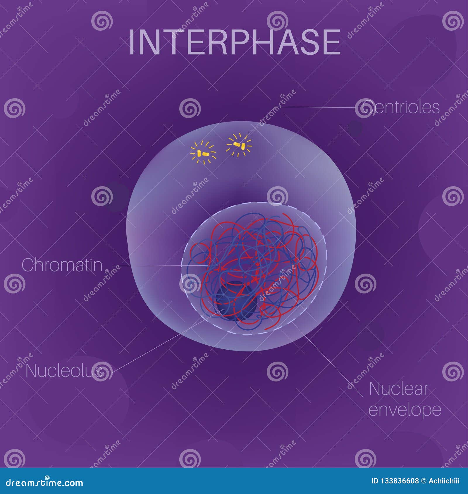 Le Cycle Cellulaire - Interphase Illustration de Vecteur - Illustration ...