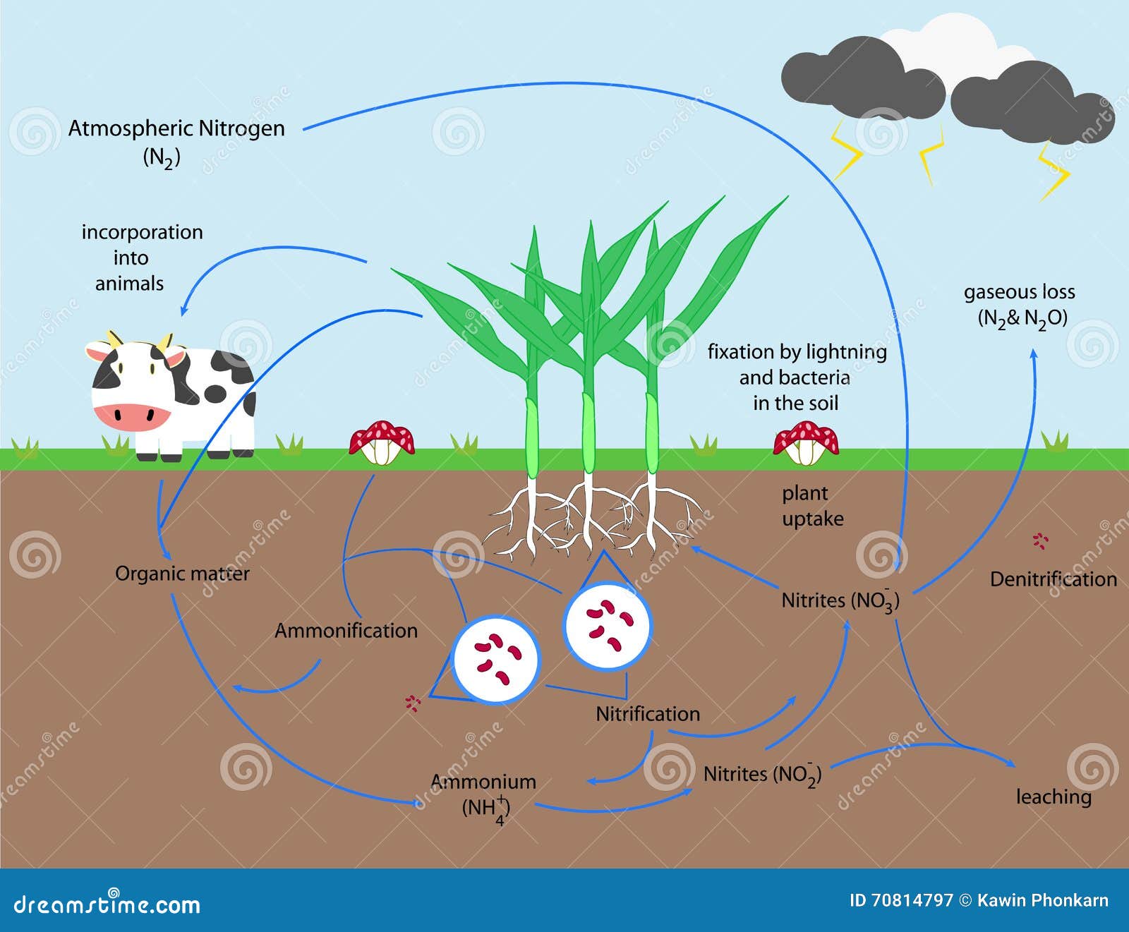 Le cycle d'azote illustration de vecteur. Illustration du atmosphérique ...