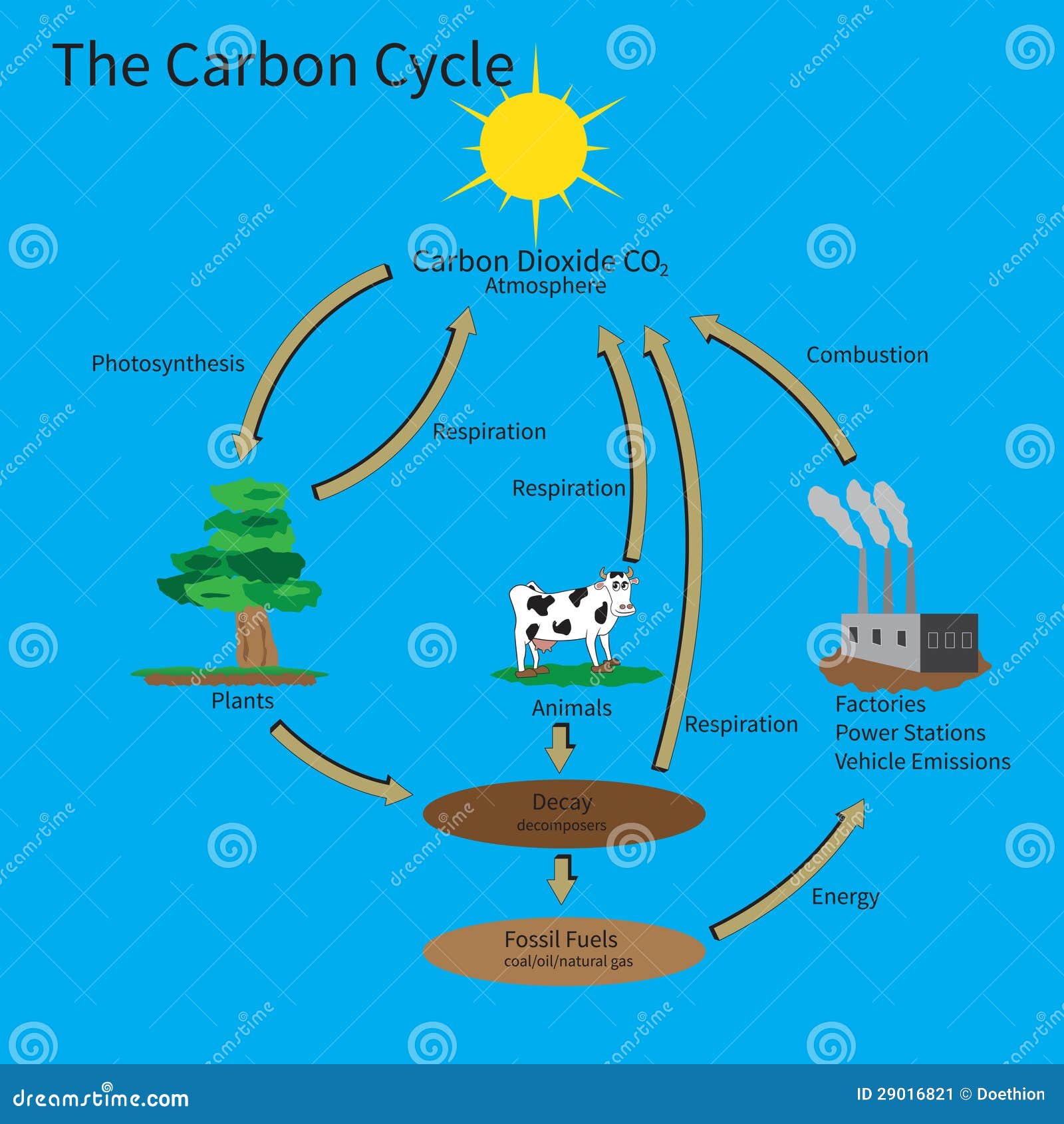 Le cycle de carbone illustration de vecteur. Illustration du éducation ...