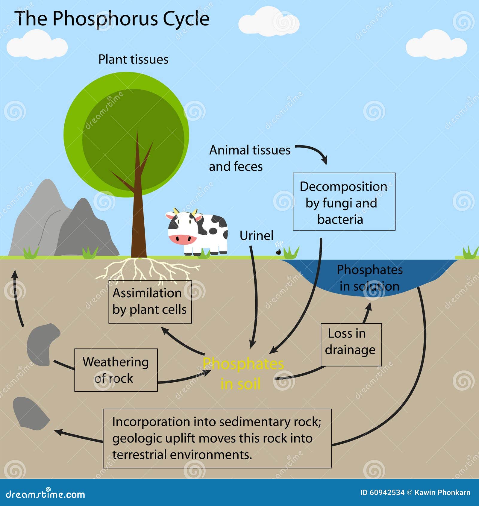 Le cycle de phosphore illustration de vecteur. Illustration du cycle ...