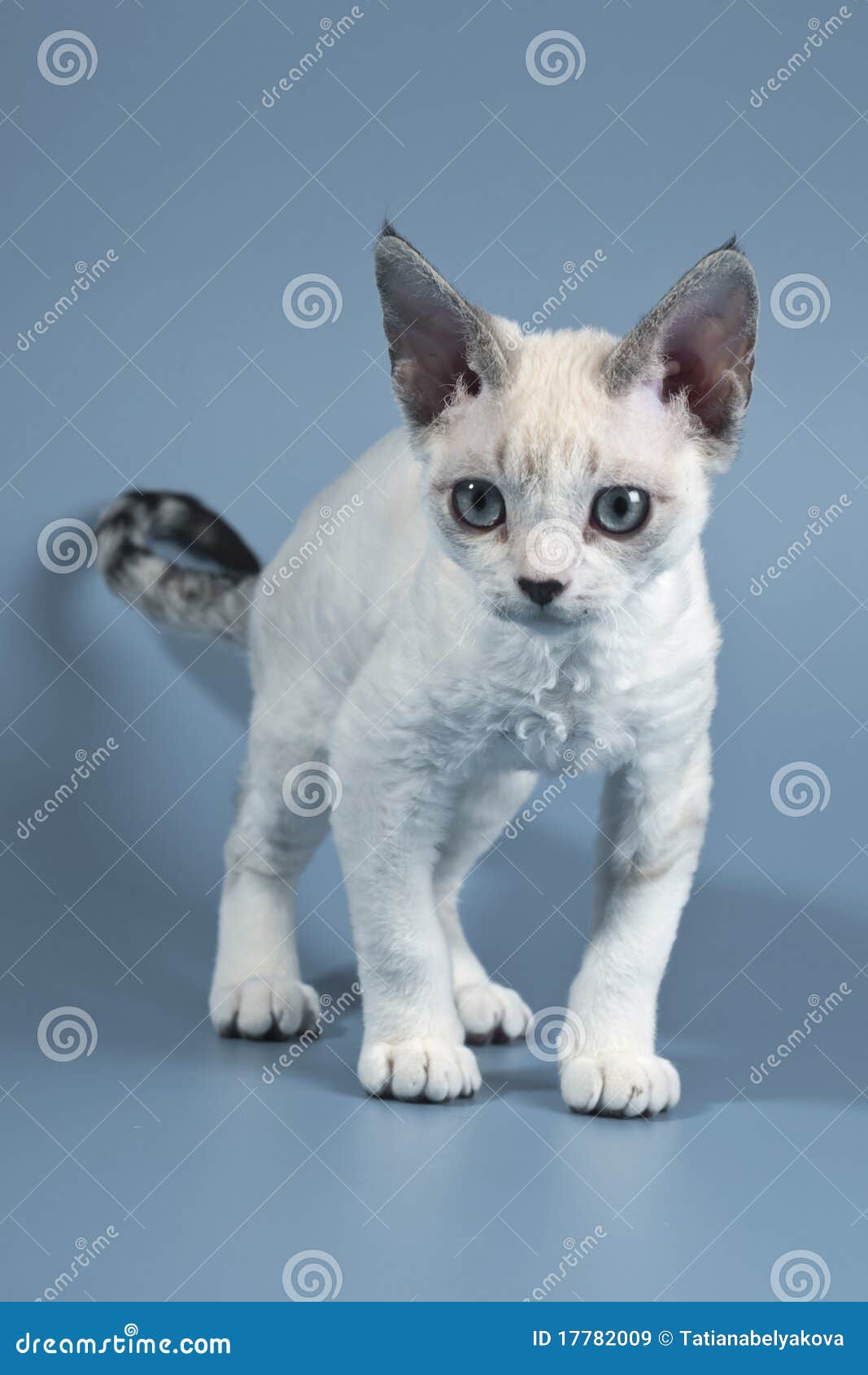 Le Devon Rex image stock. Image du exposition, félin - 17782009