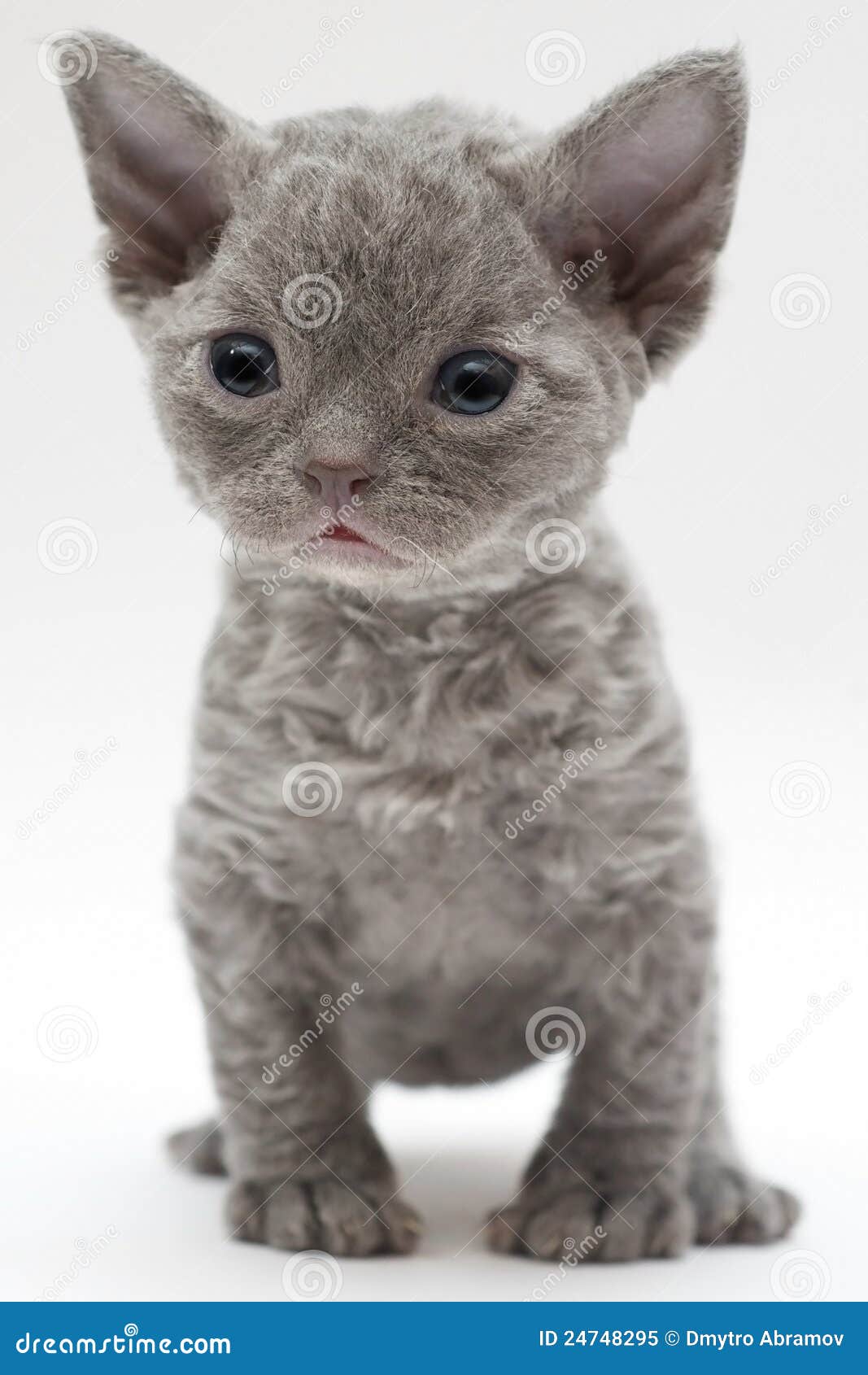 Le Devon Rex image stock. Image du bleu, chaton, verticale - 24748295