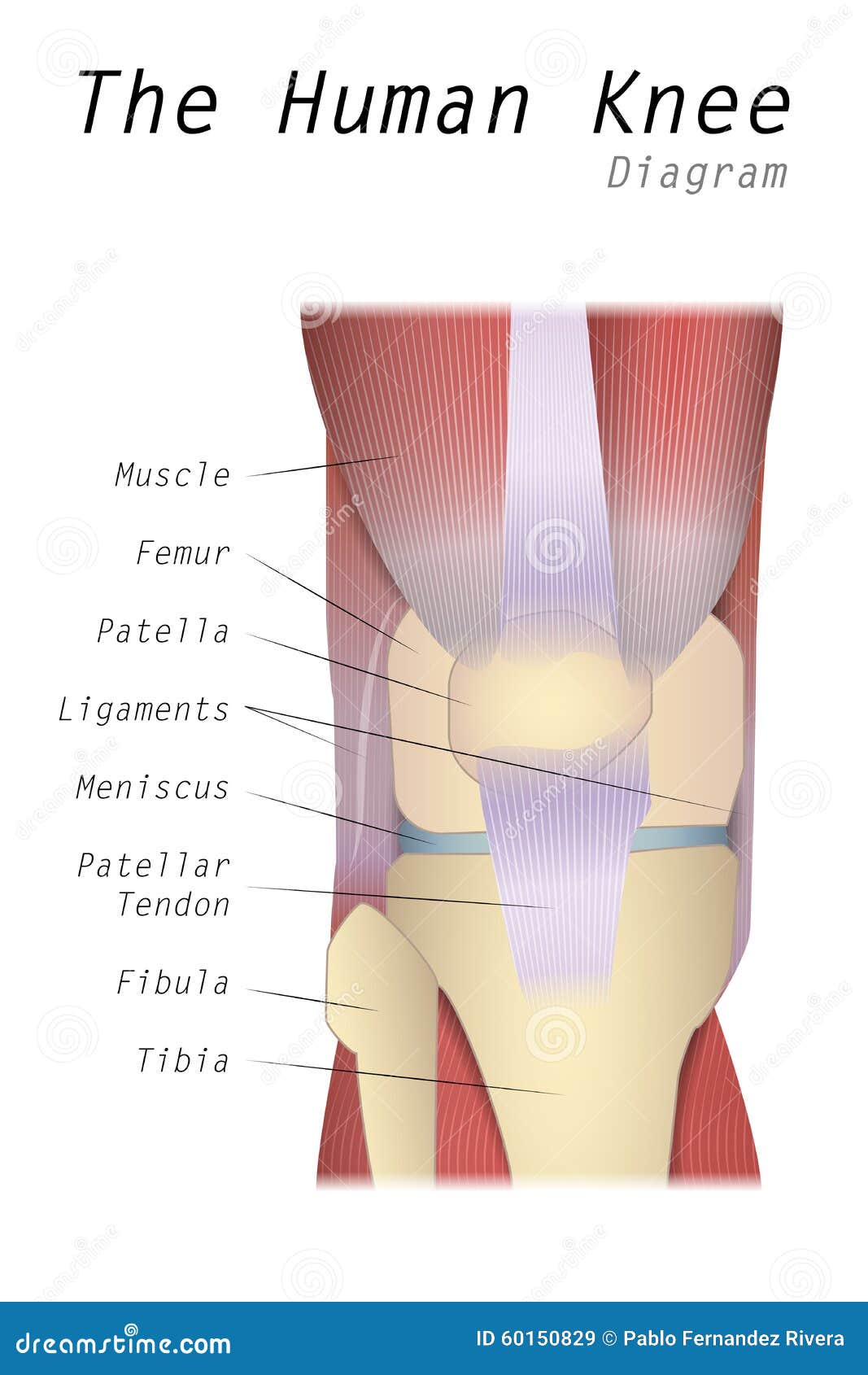 Le Diagramme Humain De Genou Illustration de Vecteur - Illustration du ...