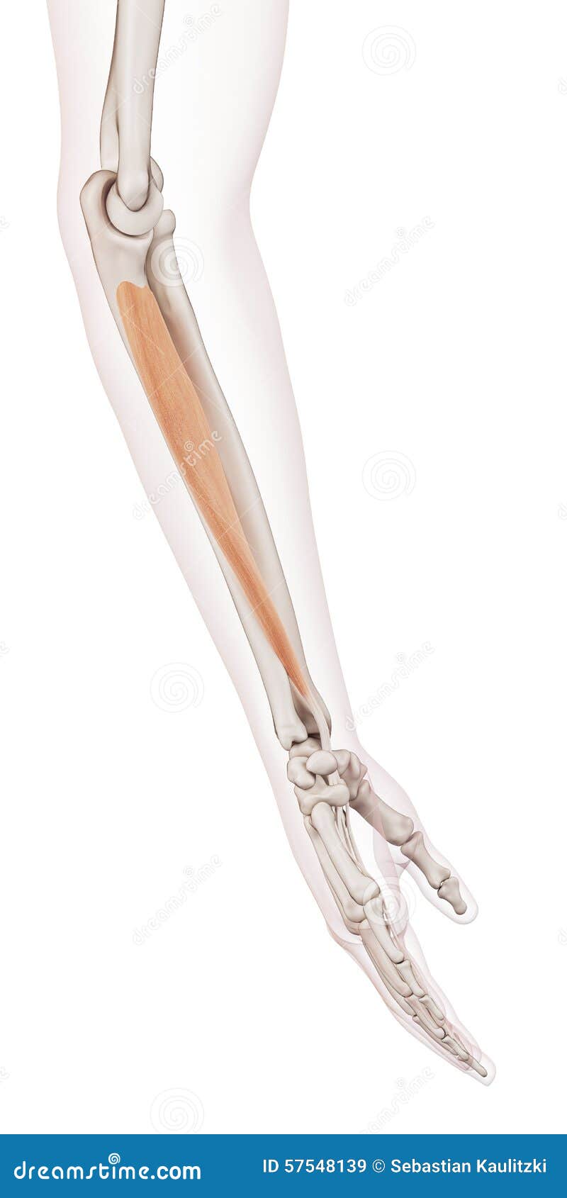 Le digitorum profundus illustration stock. Illustration du rendu - 57548139