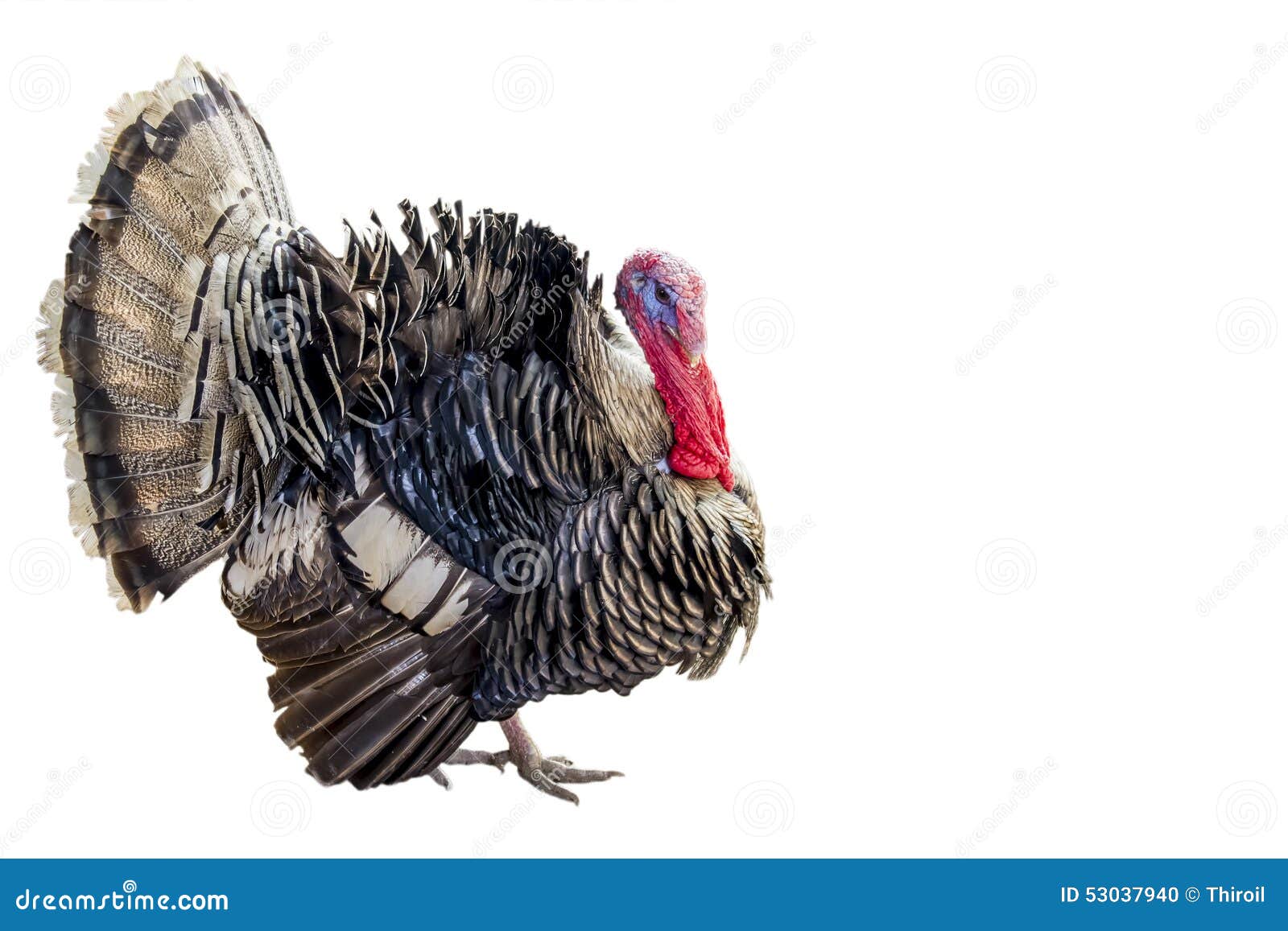 Le Dindon Sur Le Fond Blanc D'isolement Photo stock - Image du masculin ...