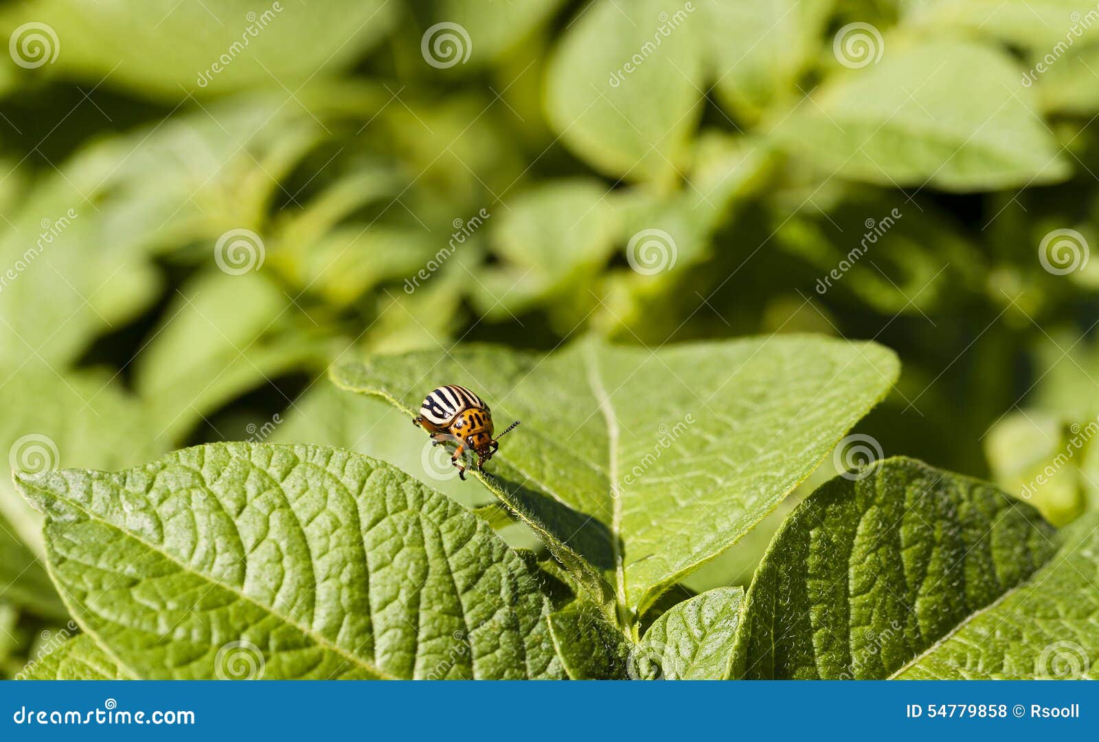 Le doryphore photo stock. Image du toxique, organisme - 54779858