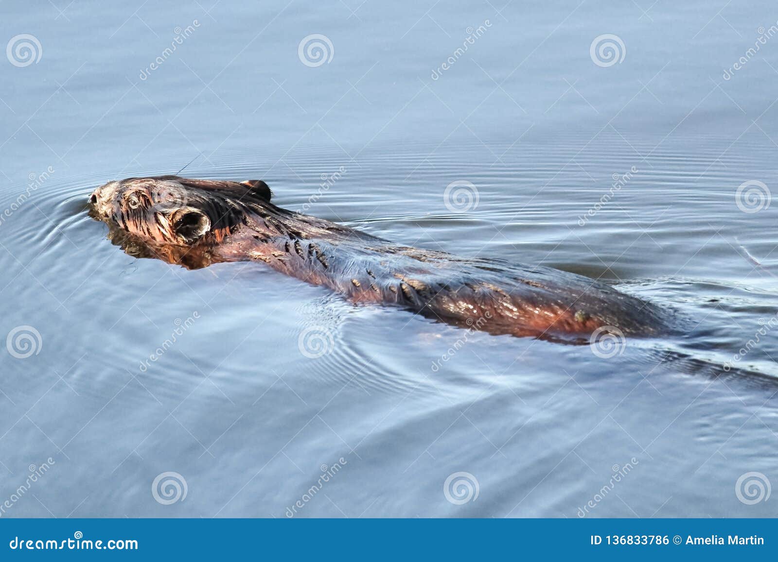 Le Dos D'un Castor Comme Il Nage Loin Photo stock - Image du nature ...