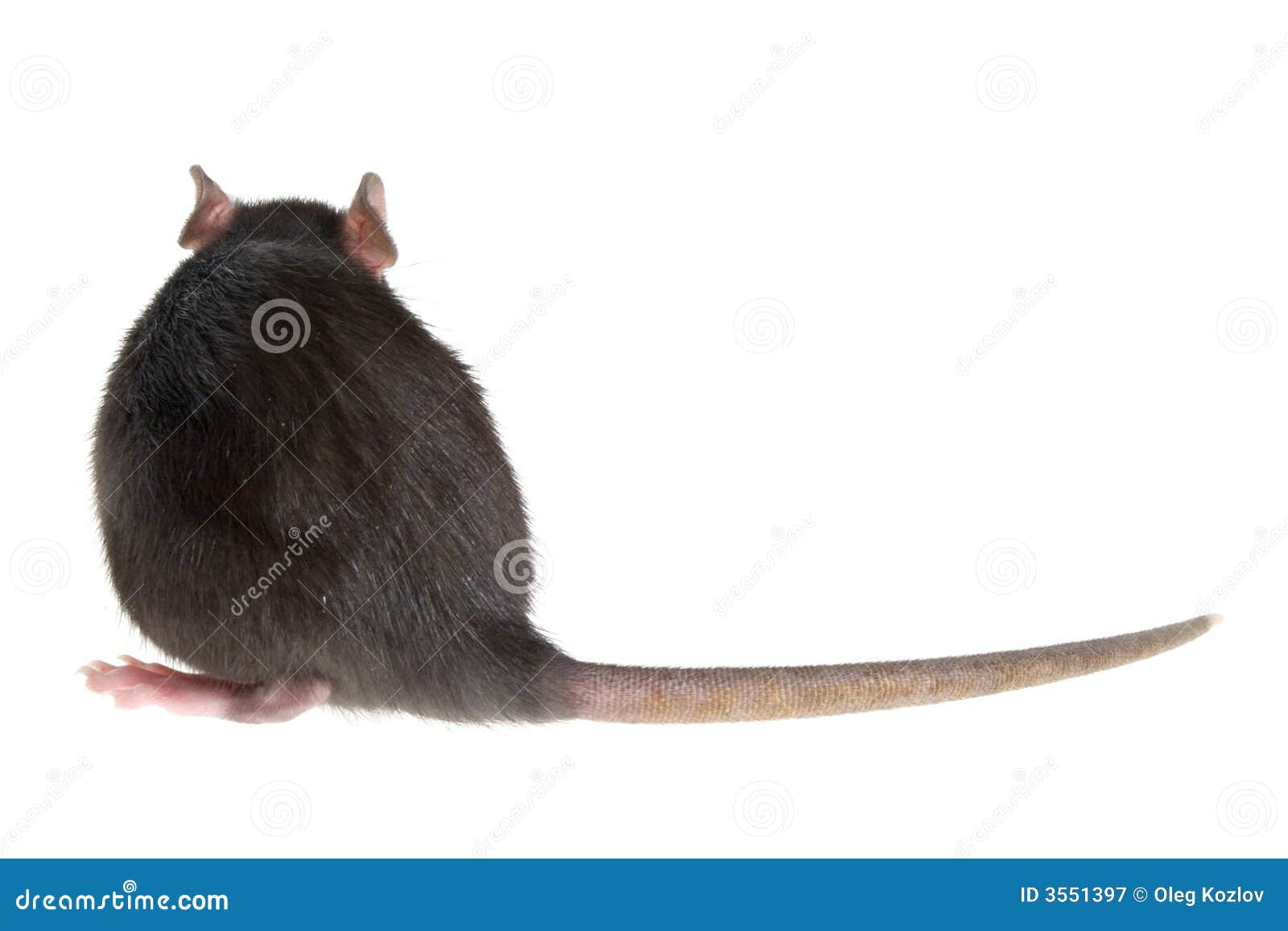 Le dos du rat image stock. Image du favori, animal, rongeur - 3551397