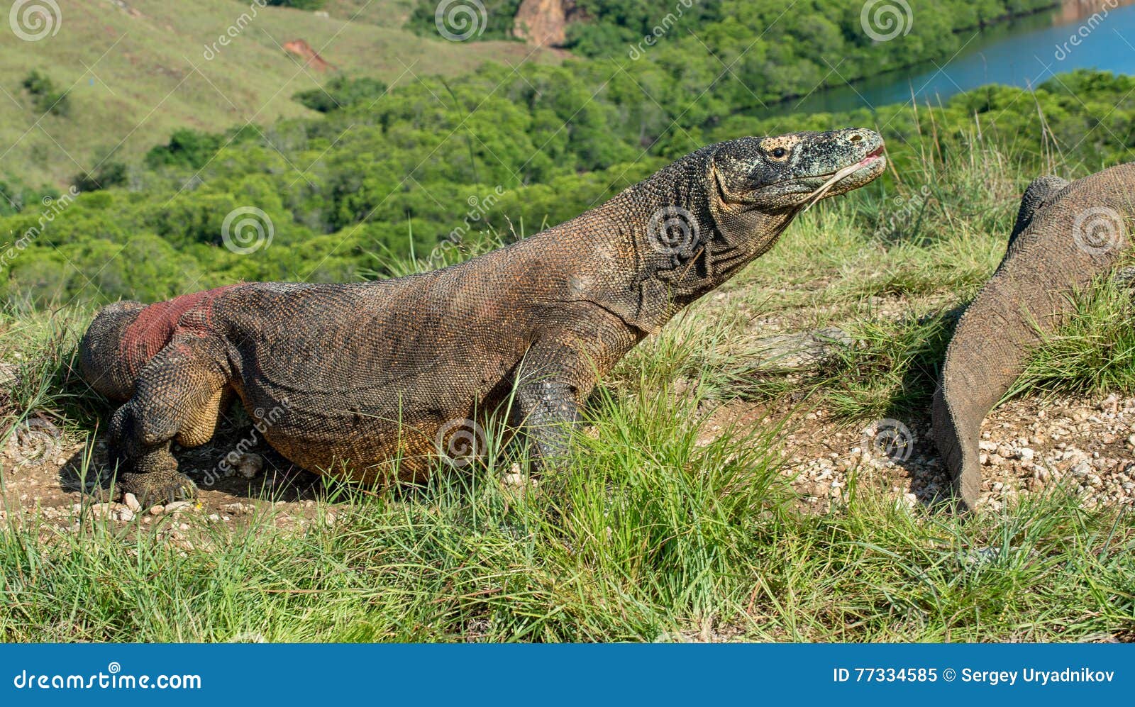 Le Dragon De Comodo Et Le X28 ; Komodoensis& X29 De Varanus ; Image ...
