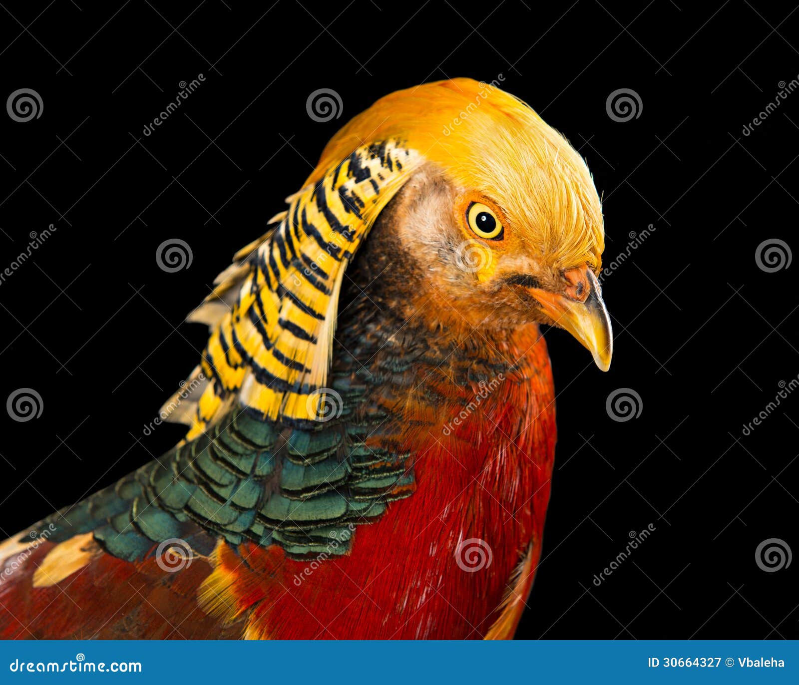 Le faisan d'or image stock. Image of sauvage, nature - 30664327