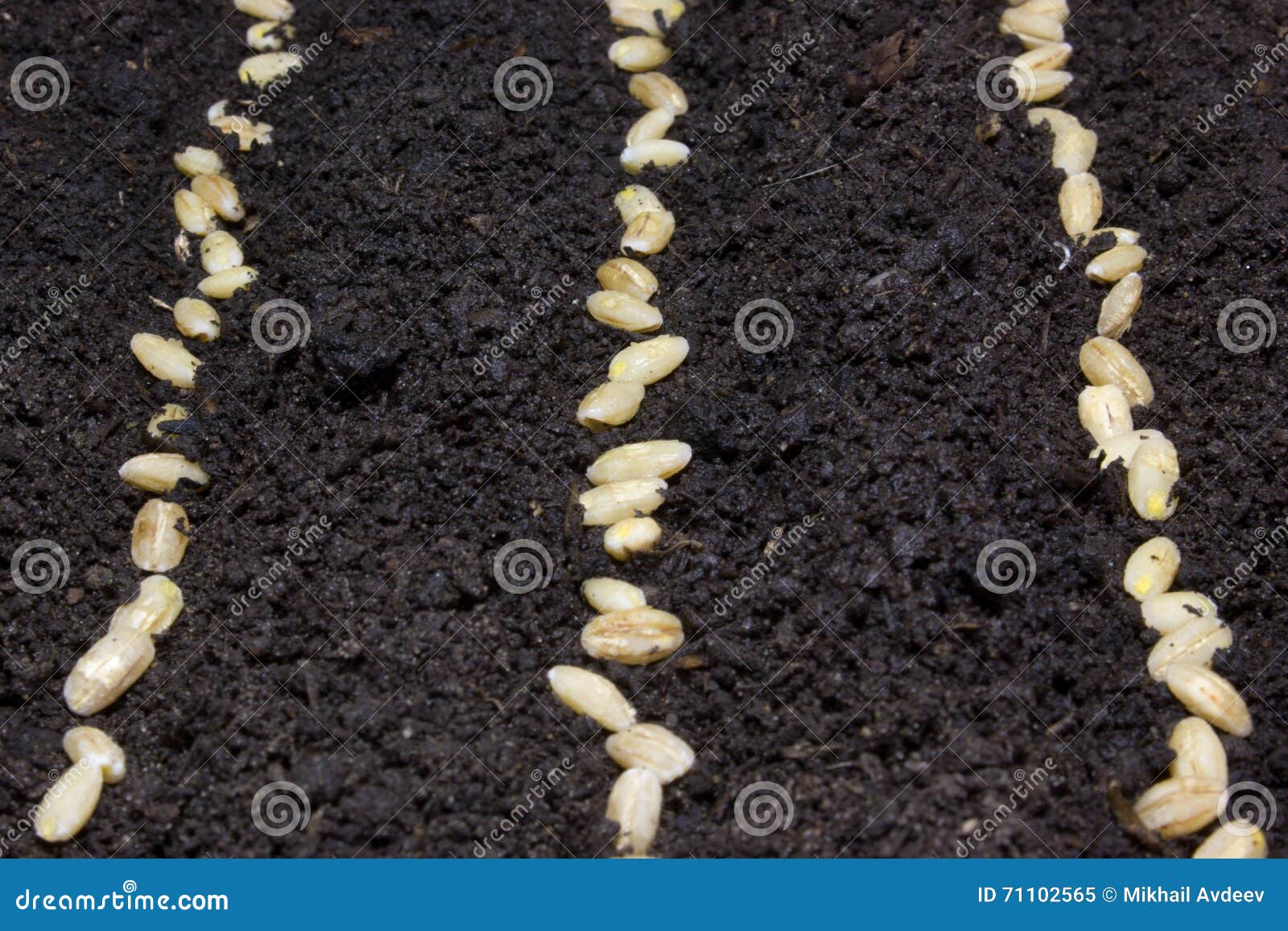 Le File Dei Semi Nella Terra Immagine Stock - Immagine di giardino ...