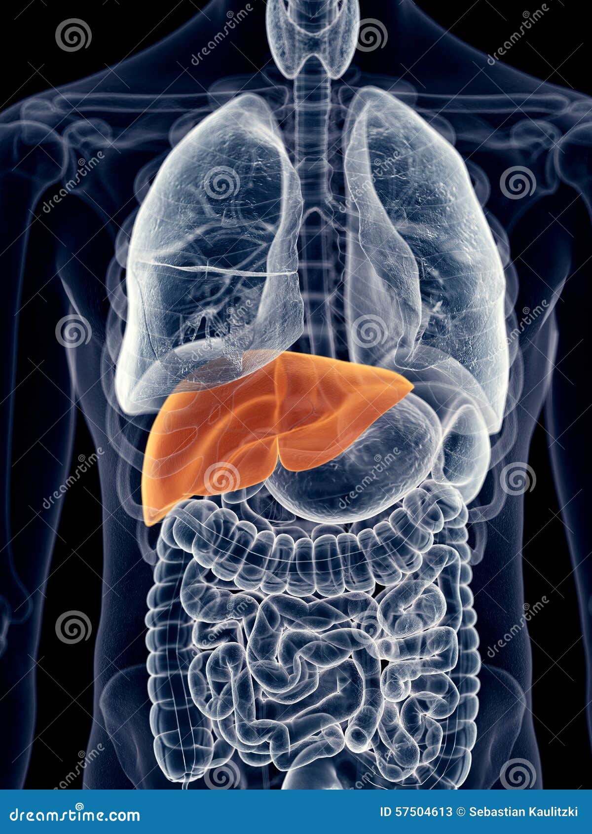 Le foie illustration stock. Illustration of foie, illustration - 57504613