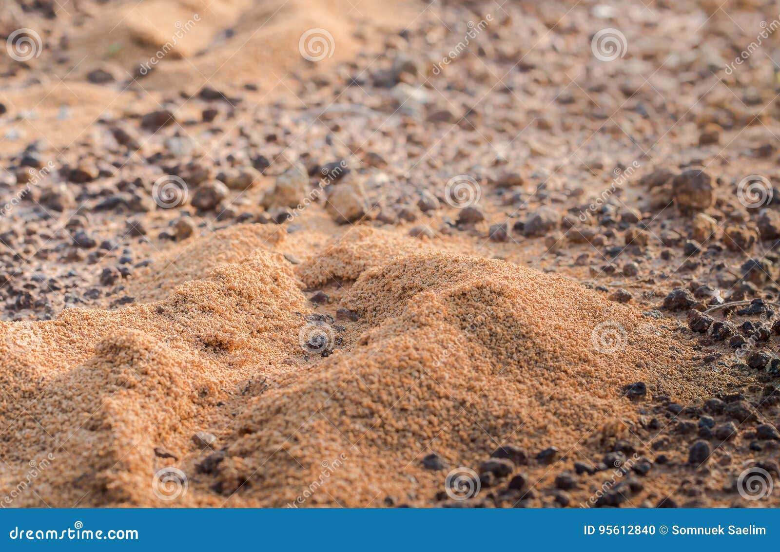 Le Formiche Nere Annidano in Deserto, Un Formicaio Fotografia Stock ...