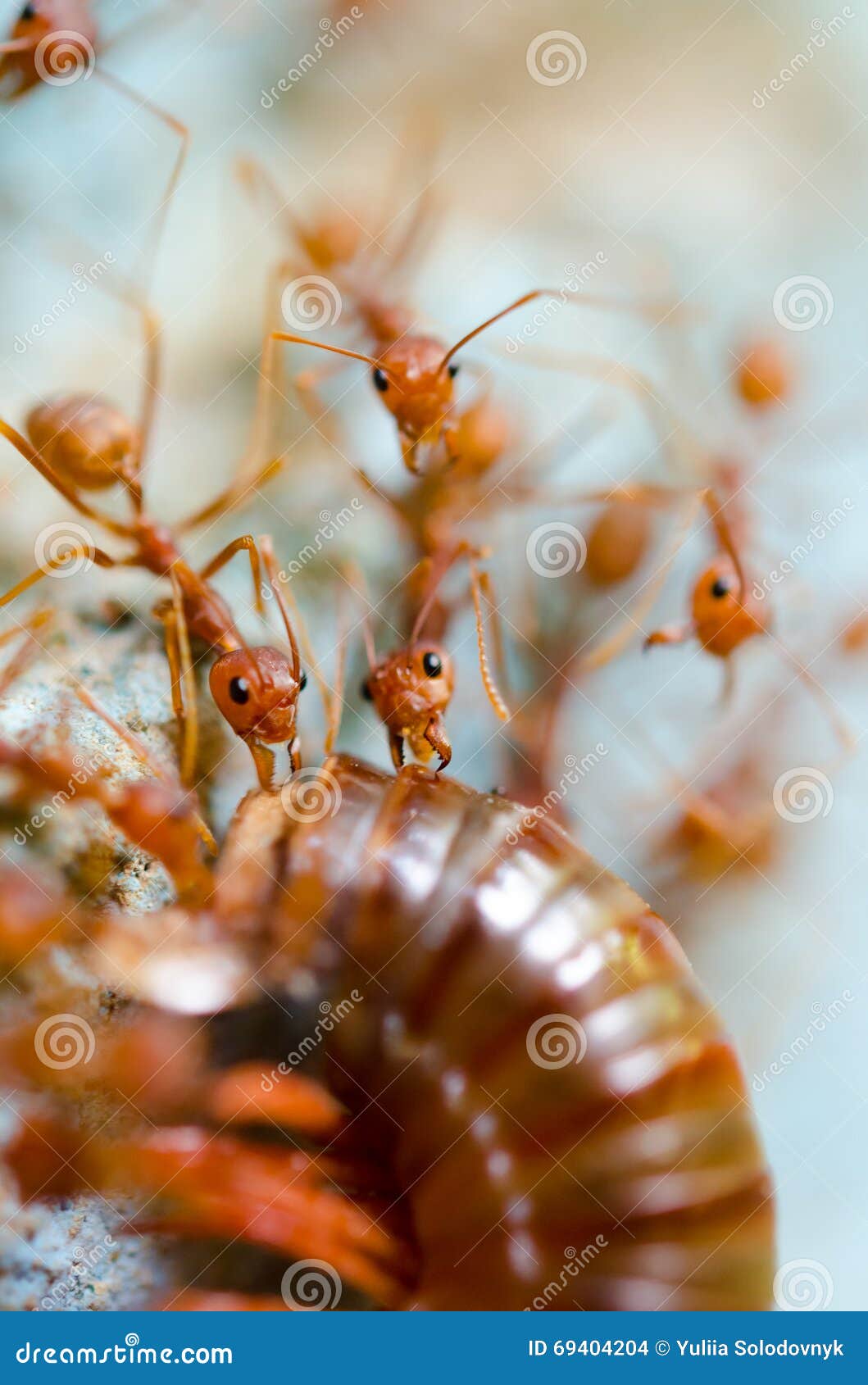Le Formiche Rosse Mangiano L'estrazione Fotografia Stock - Immagine di ...