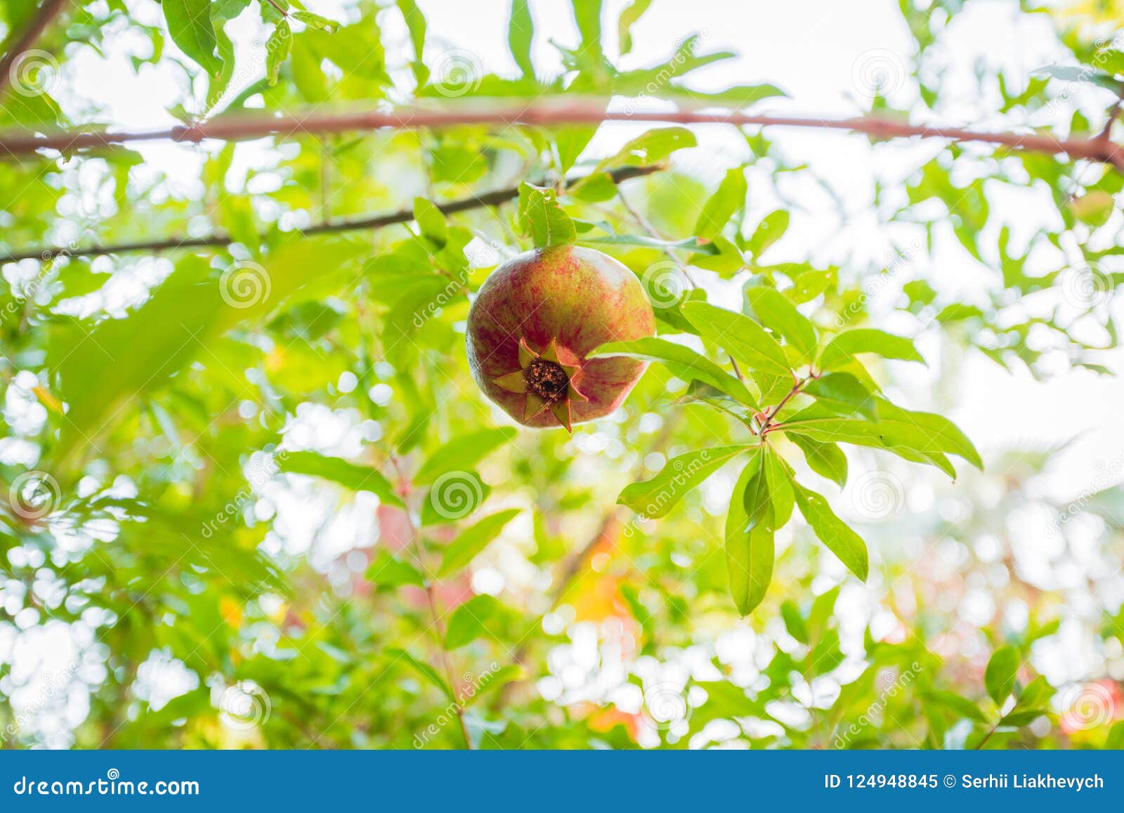 Le Fruit De Grenade Accroche Sur Un Arbre De Grenade Image stock ...