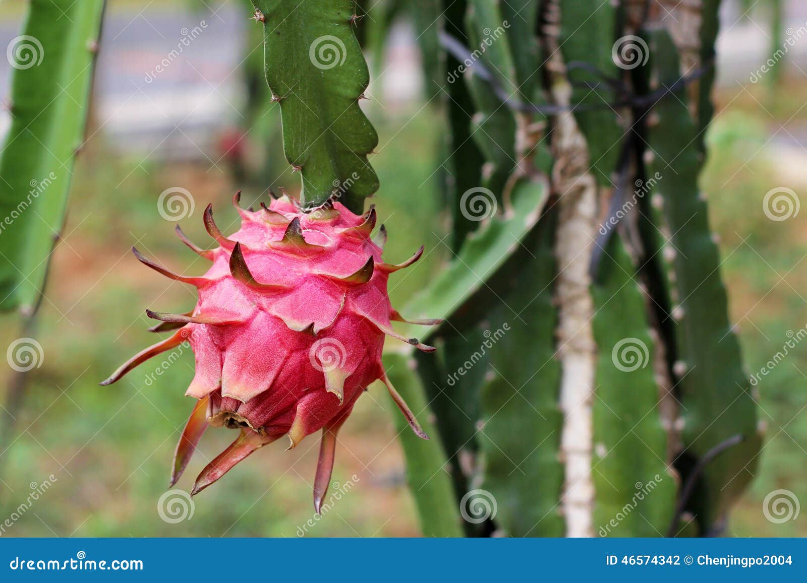 Pitaya Photos Stock - Téléchargez 3,071 Photos libres de droits