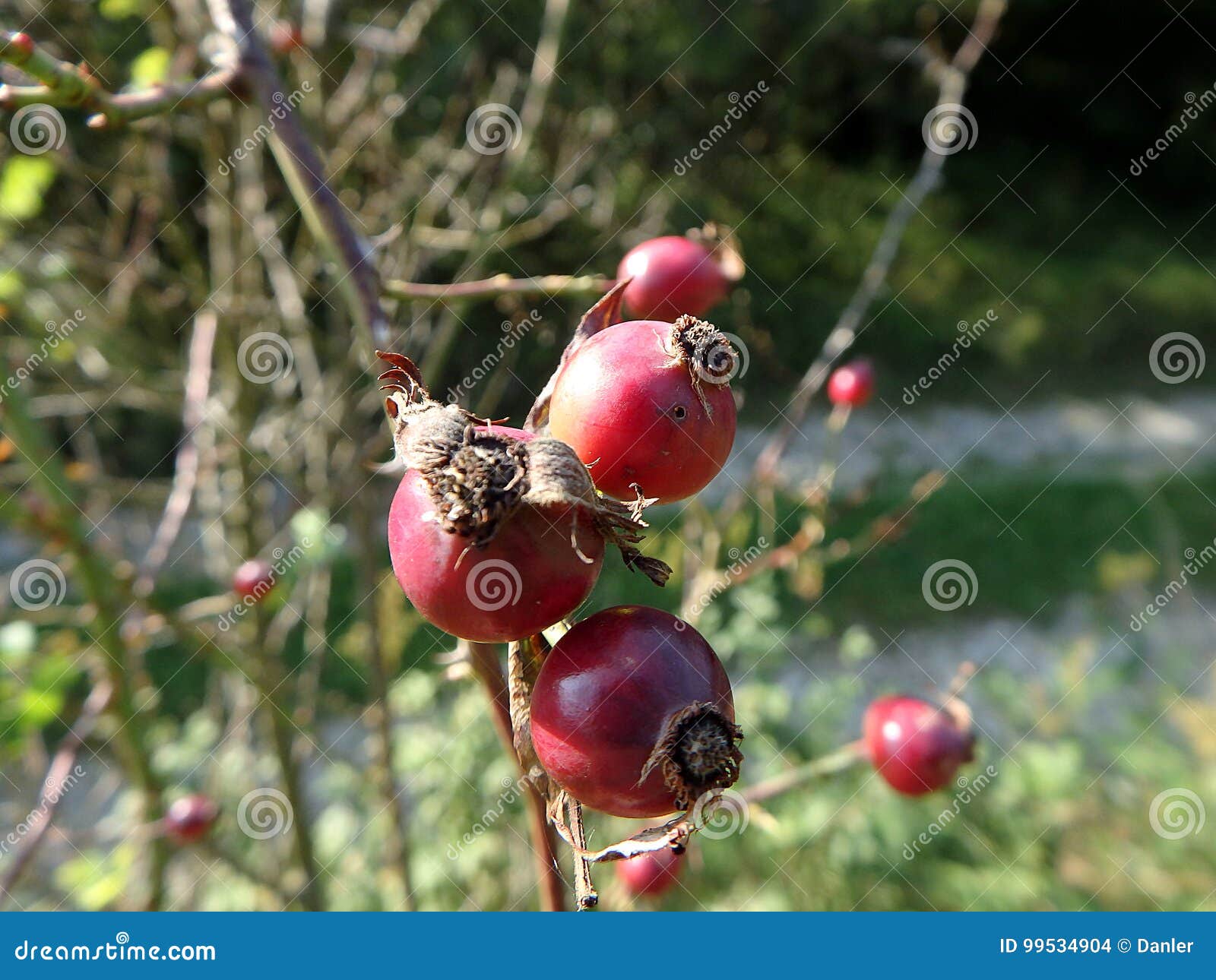 Le Fruit Rouge De Sauvage S'est Levé Photo stock - Image du branchement ...