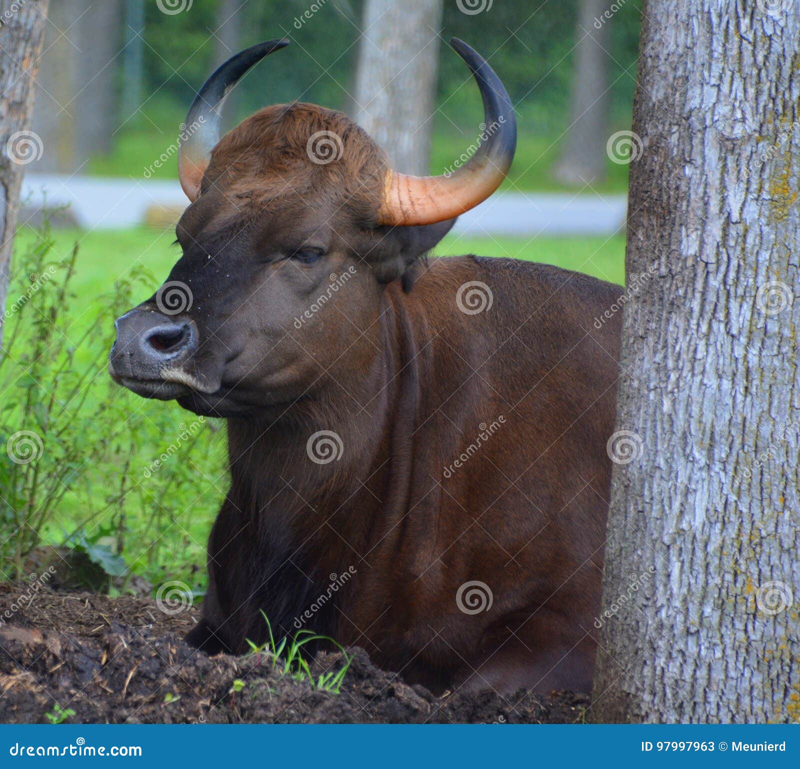 Le gaur image stock. Image du bête, dangereux, vache - 97997963