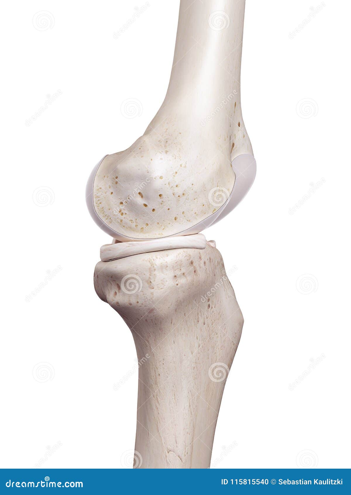 Le genou humain illustration stock. Illustration du commun - 115815540