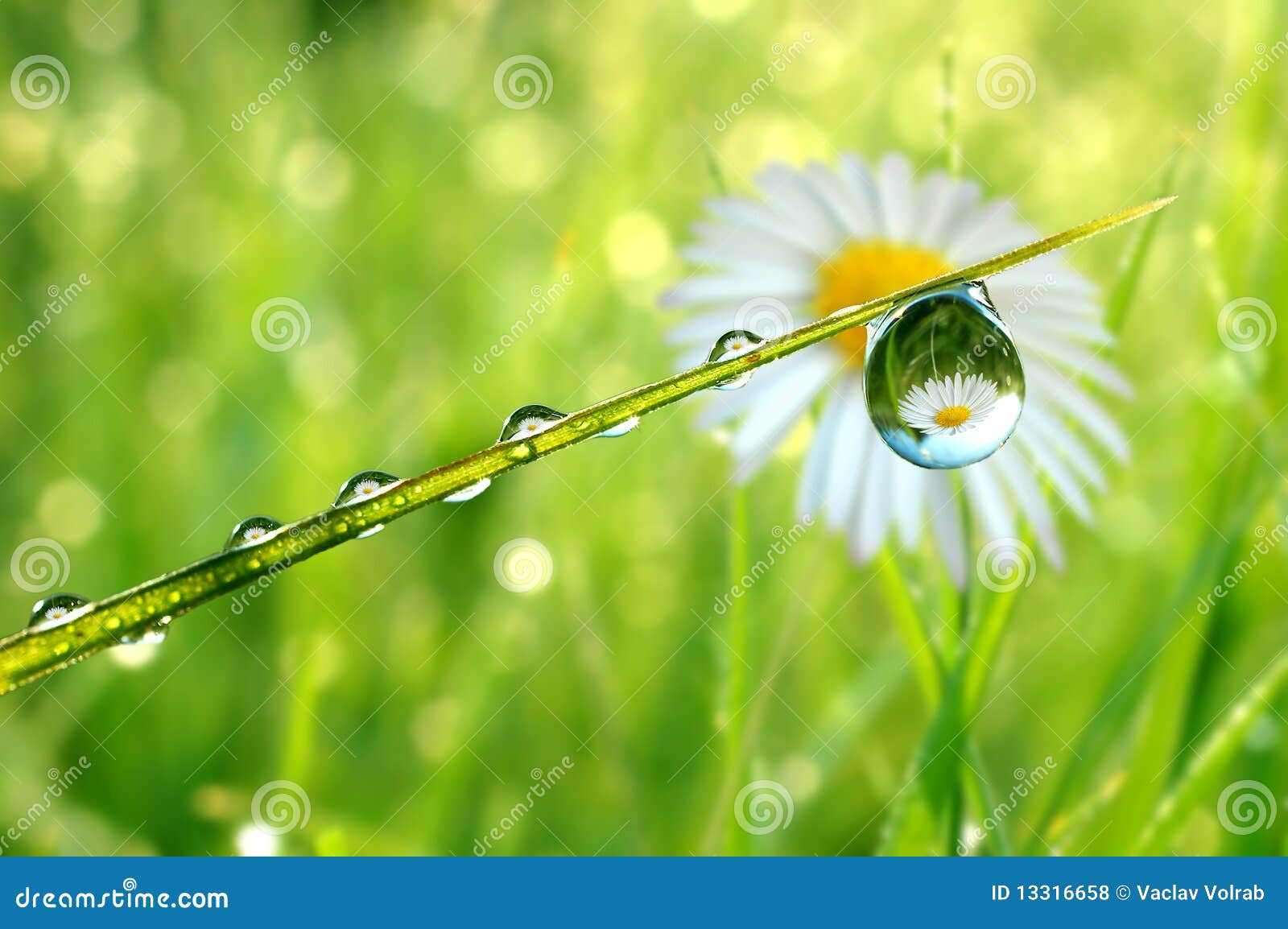 Le Gocce Di Rugiada Si Chiudono in Su Fotografia Stock - Immagine di ...