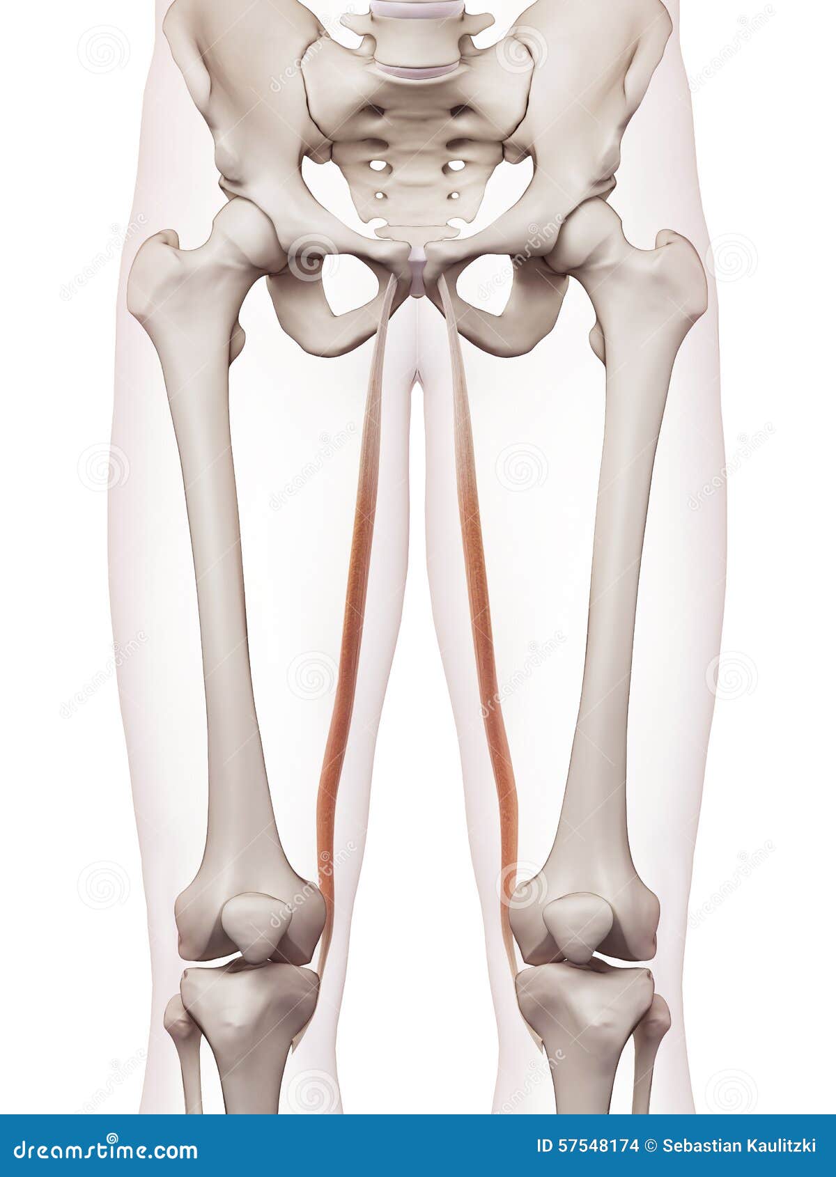 Le gracilis illustration stock. Illustration du muscle - 57548174