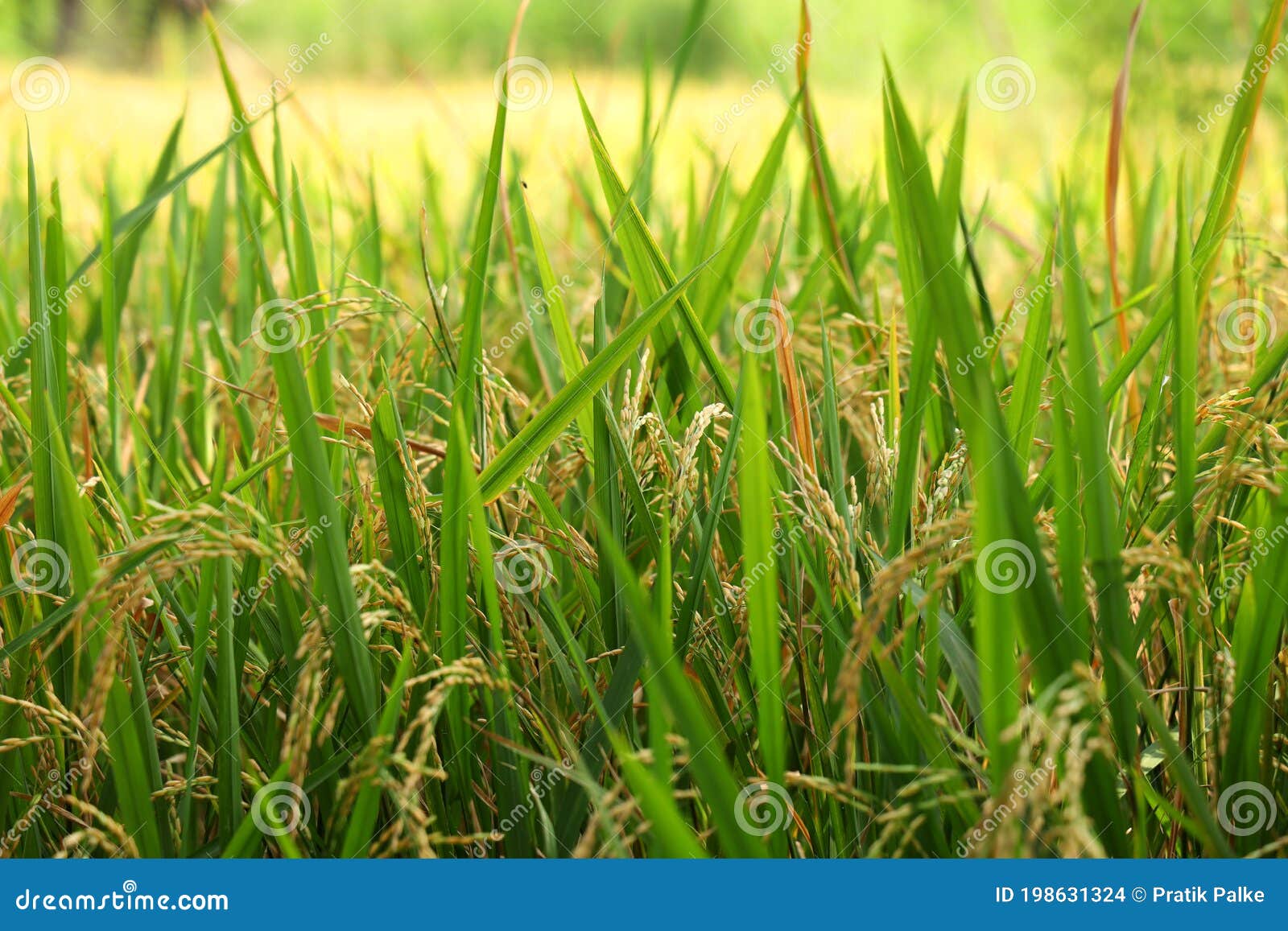 Le grain de riz photo stock. Image du textures, zone - 198631324