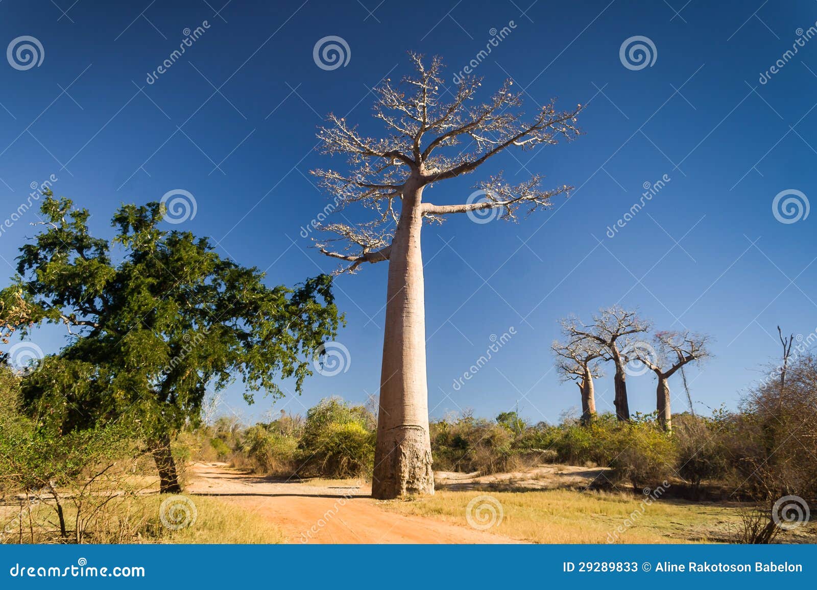 Images Le Grand Baobab - Téléchargez 739 Photos libres de droits