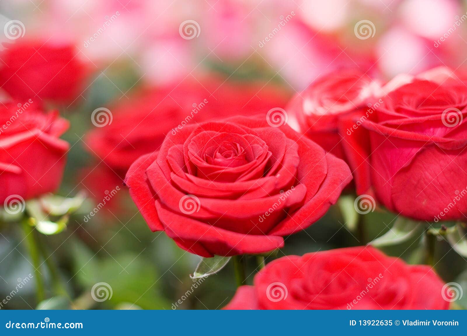 Le Grand Bouquet Des Roses Rouges Image stock - Image du fête, cadeau ...
