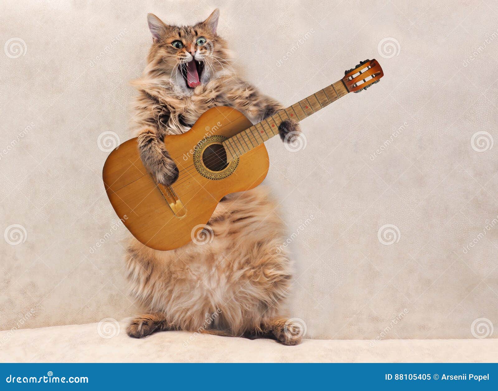 Le Grand Chat Hirsute Est Position Très Drôle Image stock - Image of ...