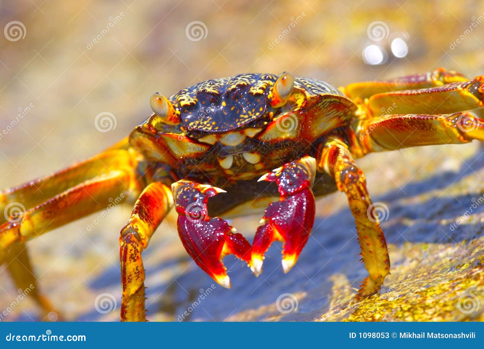 Le Grand Crabe Photos stock - Image: 1098053