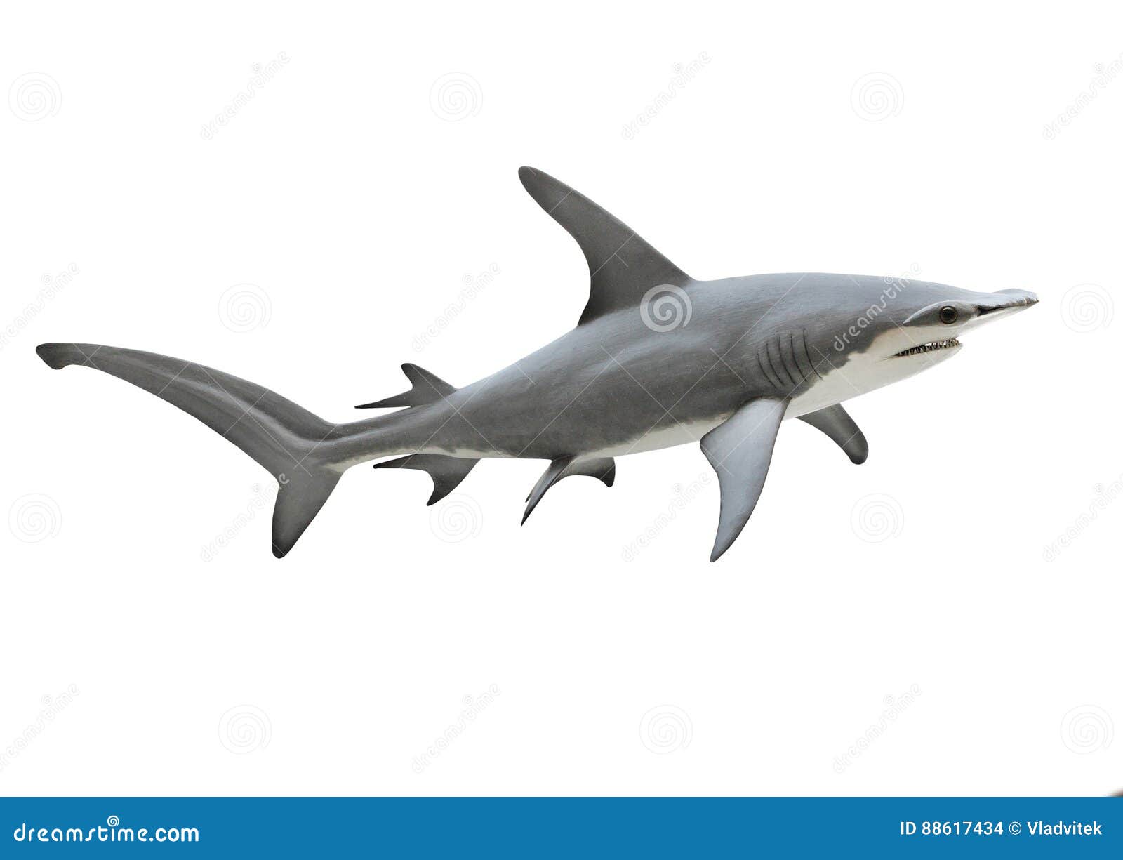 Le Grand Requin De Poisson-marteau Photo stock - Image du animaux ...