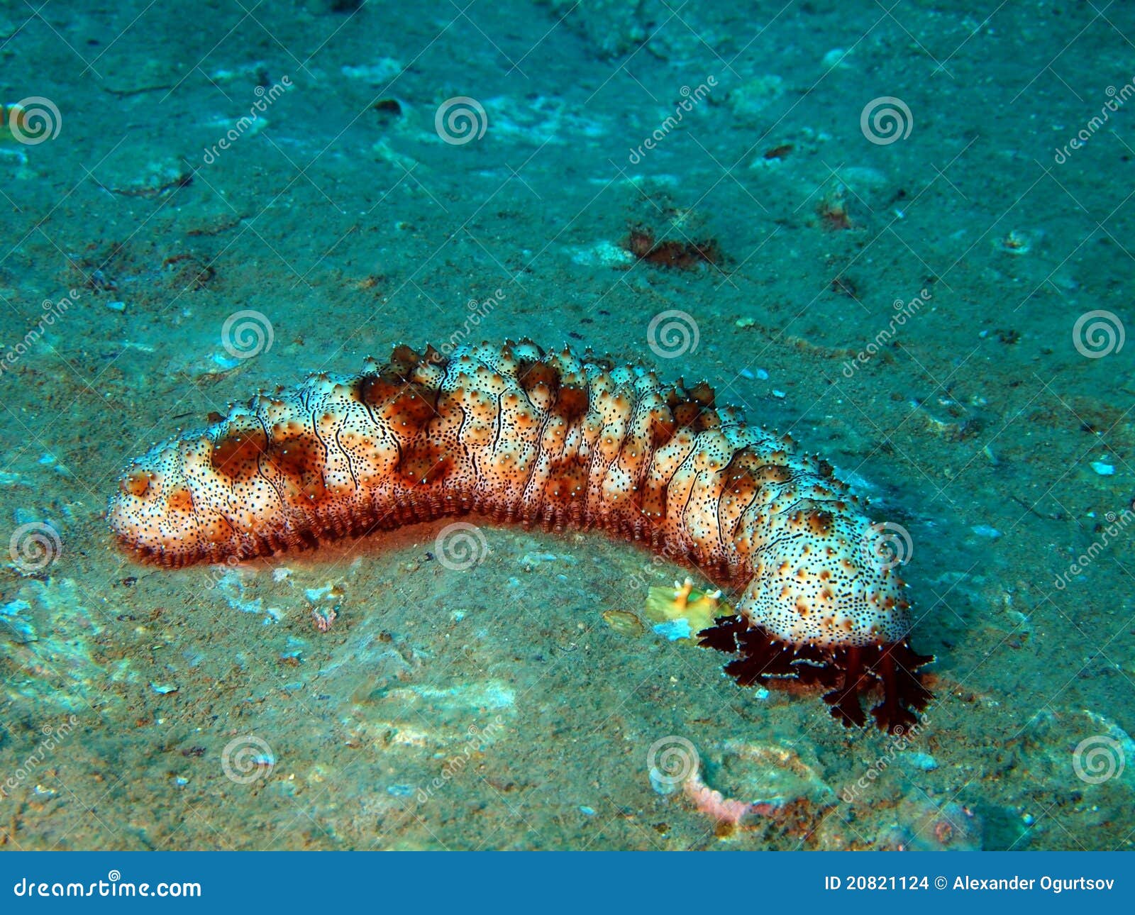 Le Grand Ver De Terre De Mer Photo stock - Image du corail, piqué: 20821124