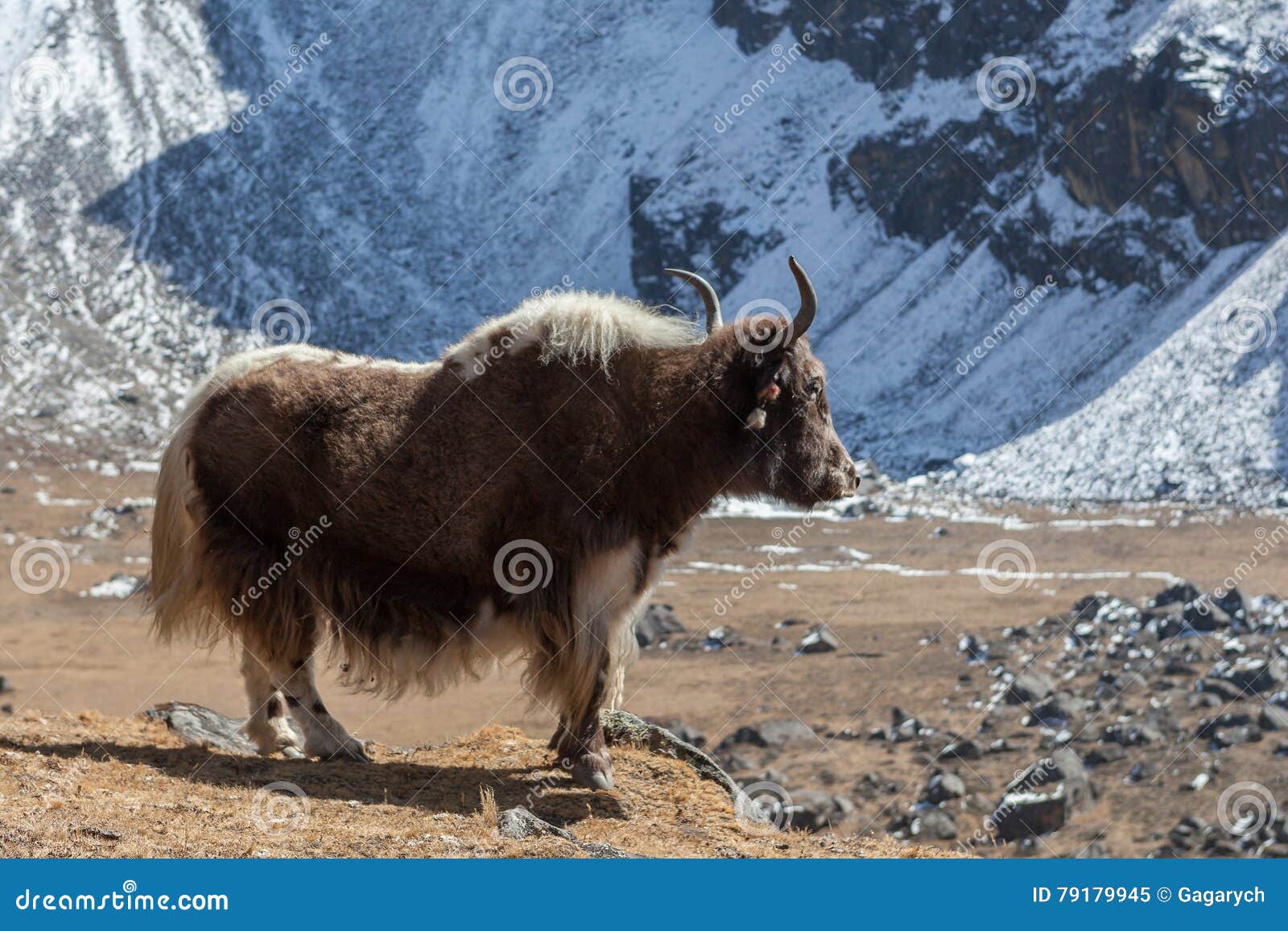 Le Grand Yak Brun De Nepali Avec La Queue Blanche Regarde Dans Image ...