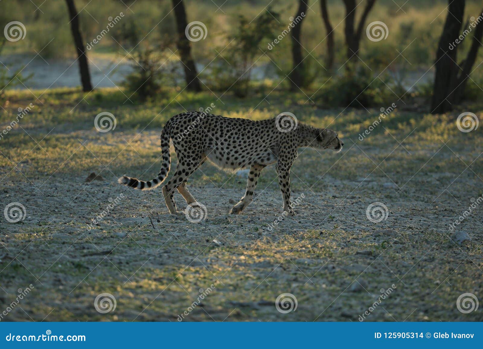Le Guépard Chasse Dans La Savane Photo stock - Image du afrique, chasse ...