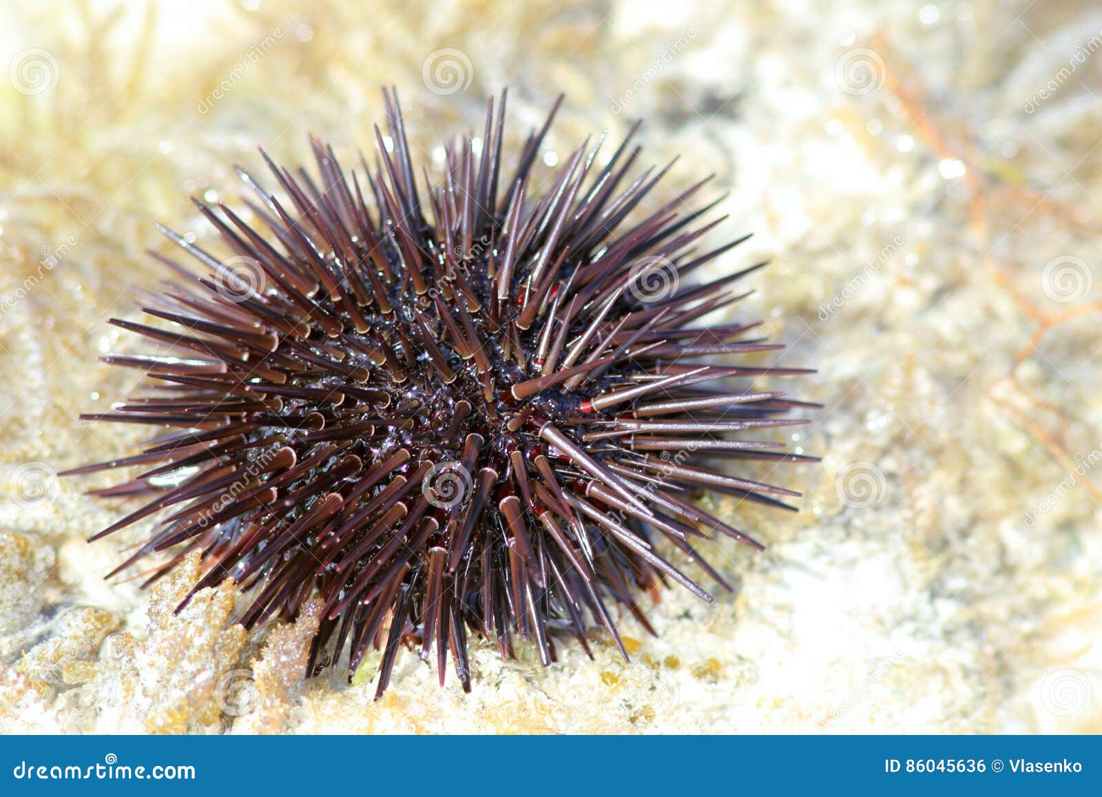 Le hérisson de mer photo stock. Image du fond, plage - 86045636