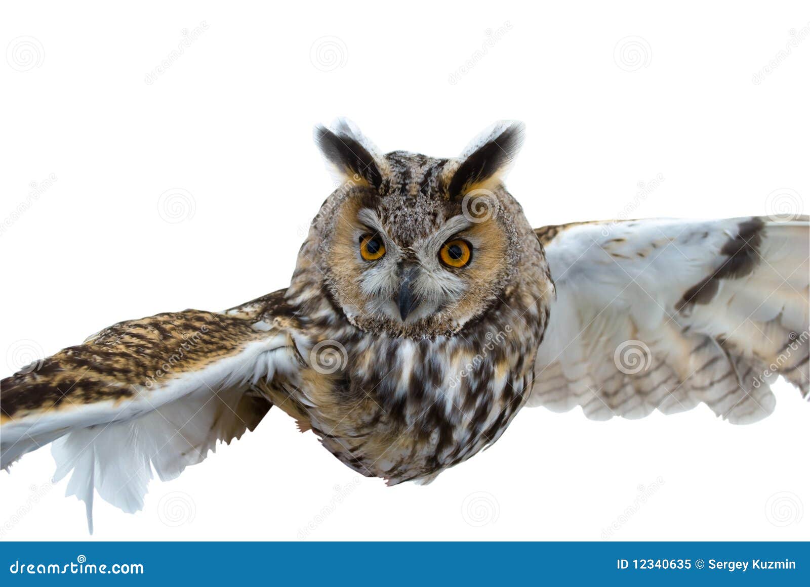 1,425 Le Hibou En Vol Photos libres de droits et gratuites de Dreamstime