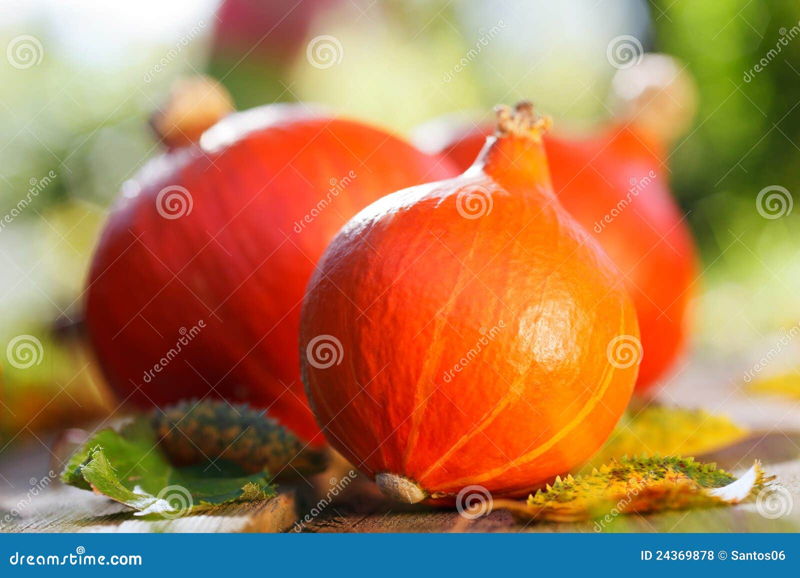 Le Hokkaido Rouge De Courge De Kuri Photo stock - Image du centrale ...