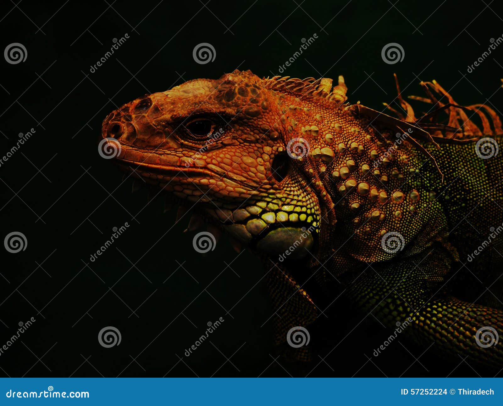 Le iguane sono rettili fotografia stock. Immagine di animale - 57252224